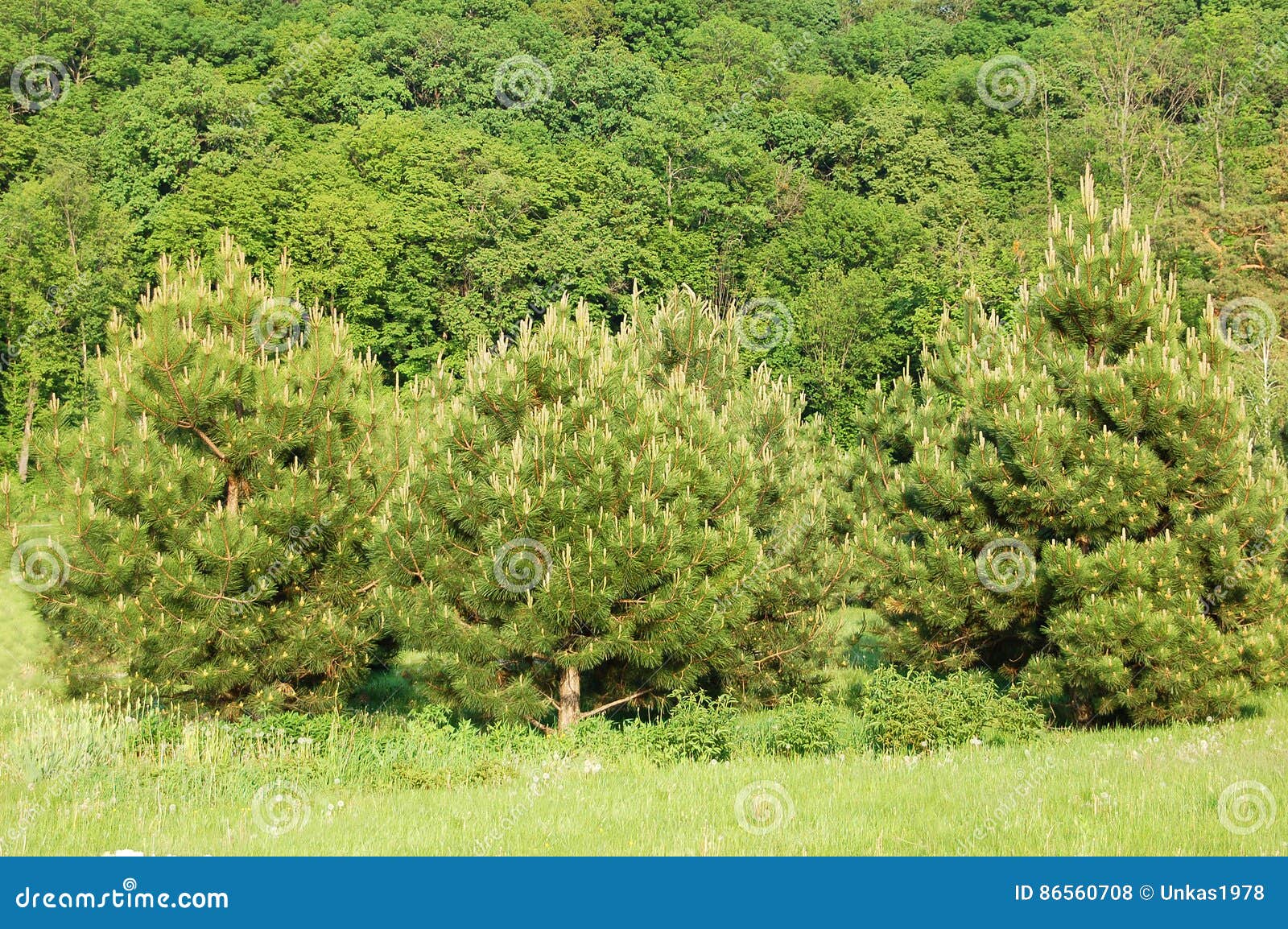 Evergreen pine tree stock photo. Image of acerate, nature - 86560708