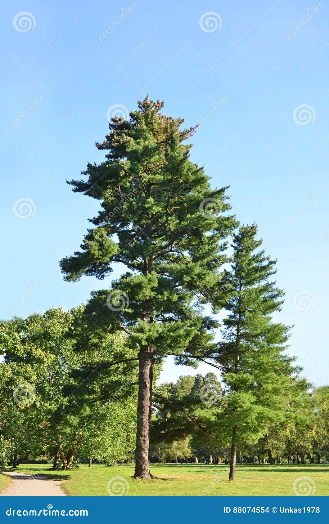 Evergreen pine tree stock photo. Image of needle, greenery - 88074554