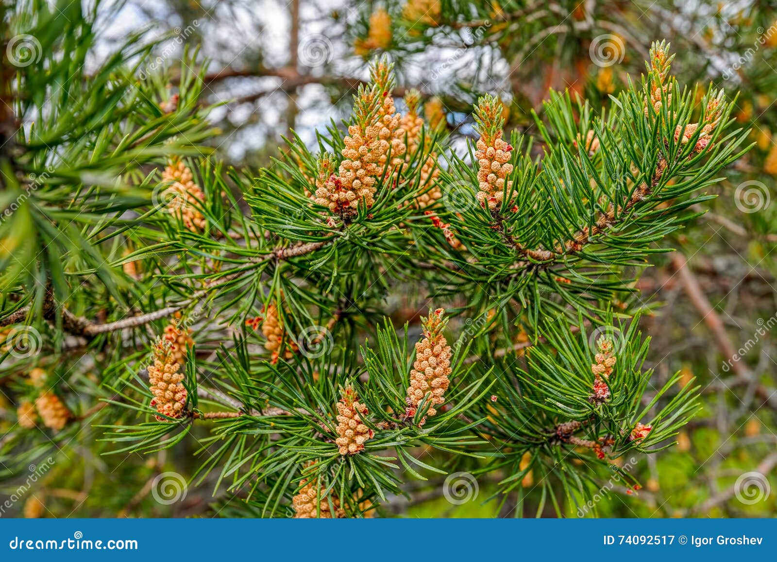 Evergreen pine tree branch stock image. Image of forest - 74092517