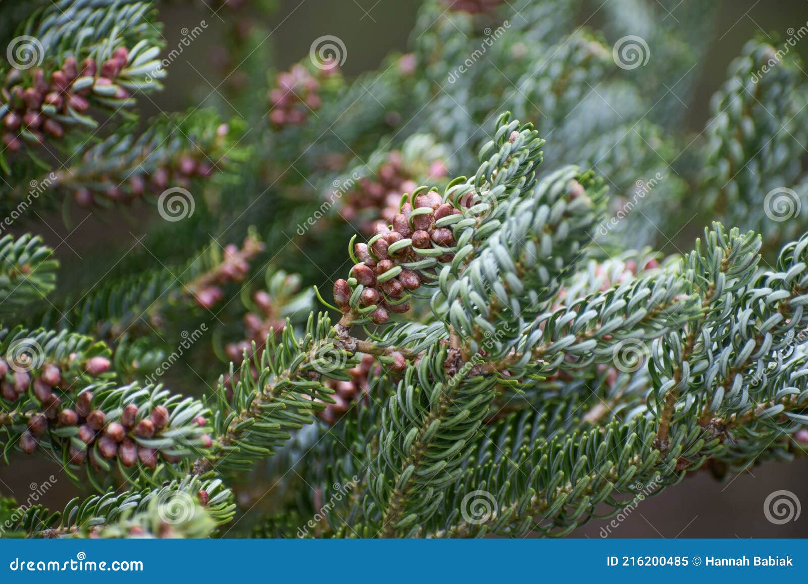 Evergreen Pine Tree in Early Spring, Background Stock Image - Image of ...