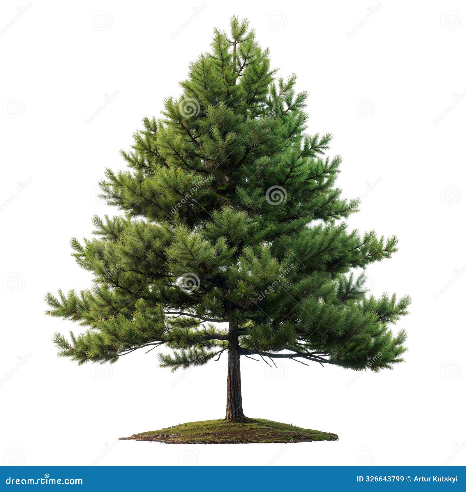 Evergreen Pine Tree Isolated Stock Image - Image of lifelike, sturdy ...