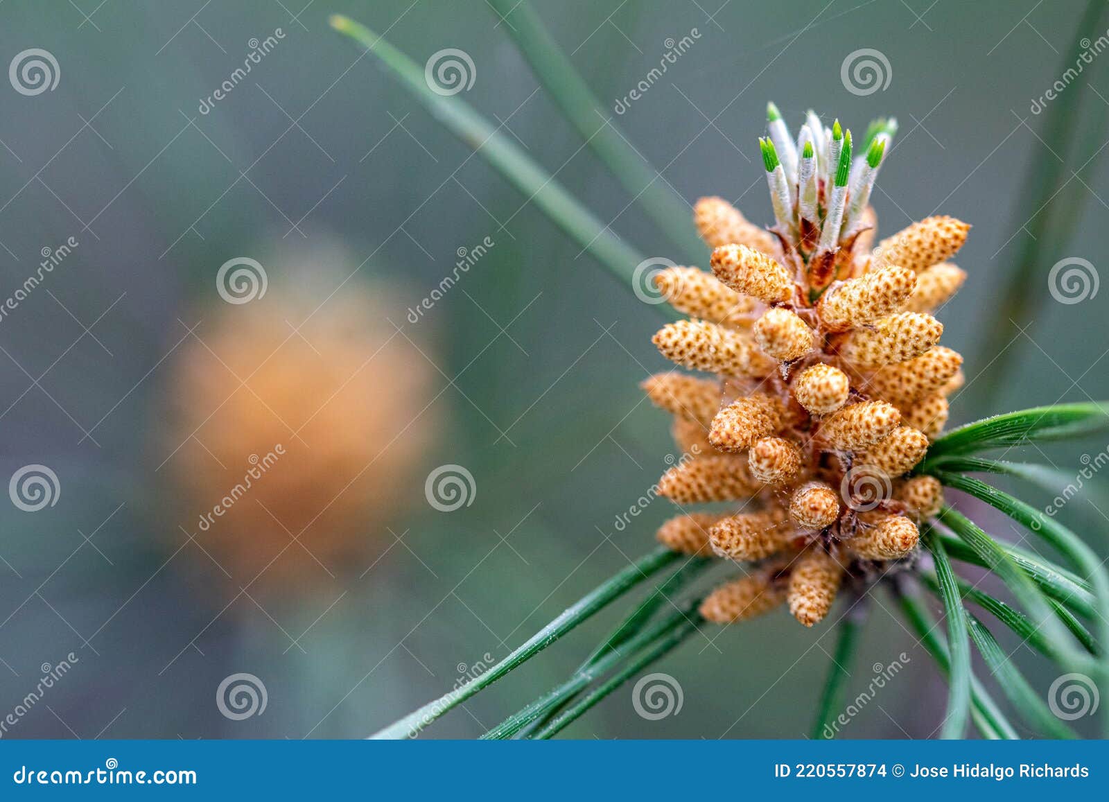 Evergreen Pine Tree Sprouting New Shoots Wallpaper Background Stock ...
