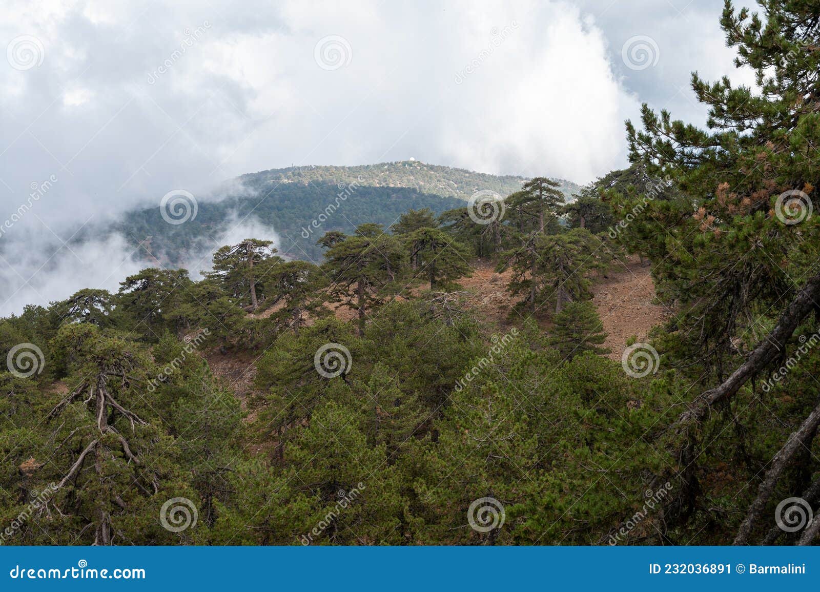 Evergreen Pine Trees Growing in High Troodos Mountains on Cyprus Stock ...