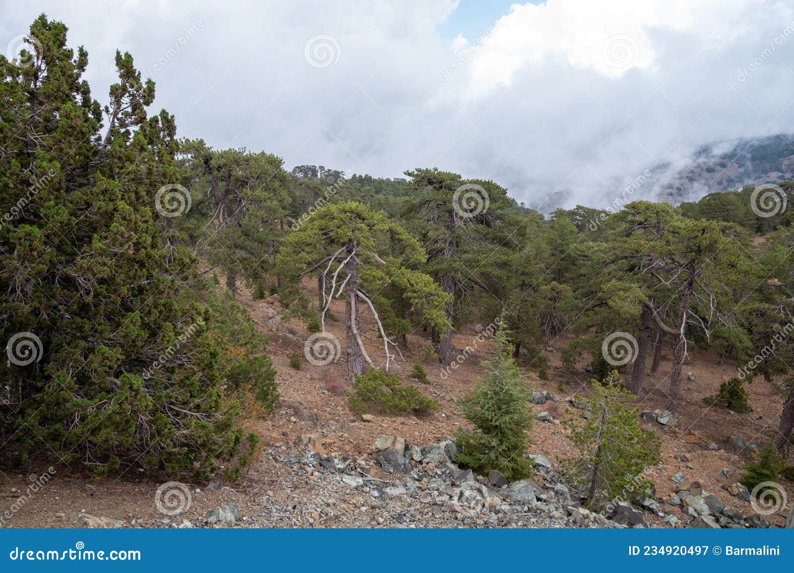 Evergreen Pine Trees Growing in High Troodos Mountains on Cyprus Stock ...