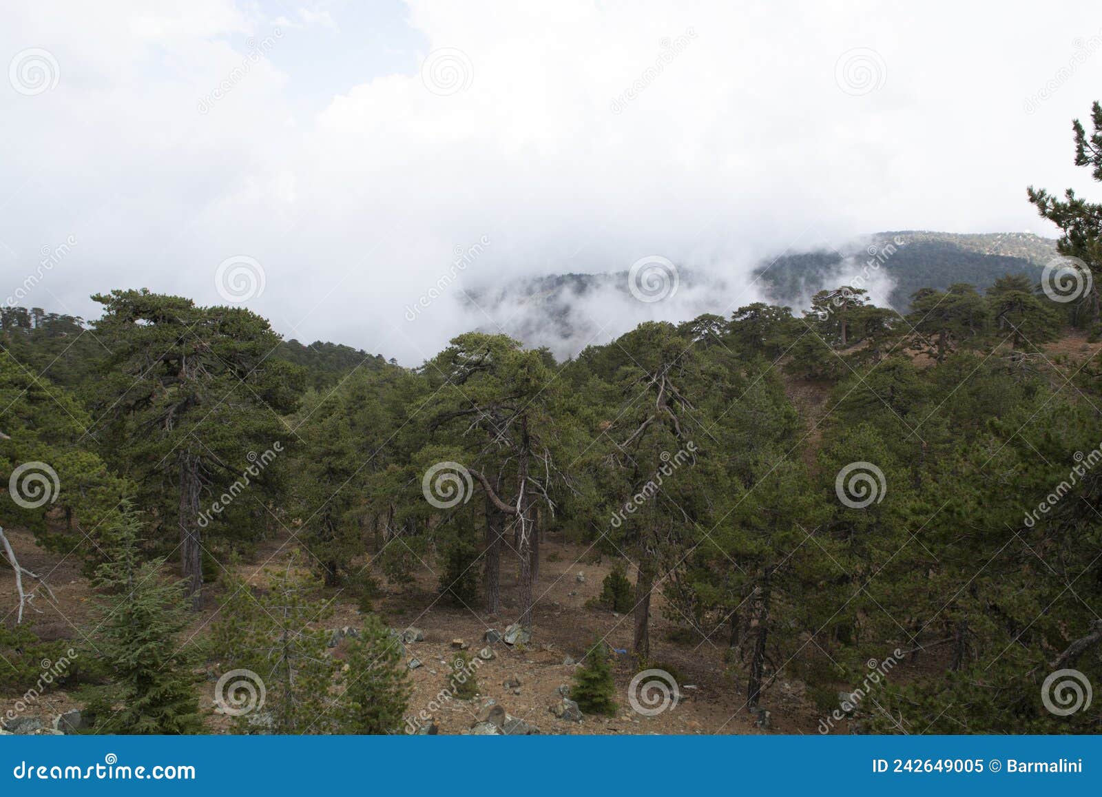 Evergreen Pine Trees Growing in High Troodos Mountains on Cyprus Stock ...