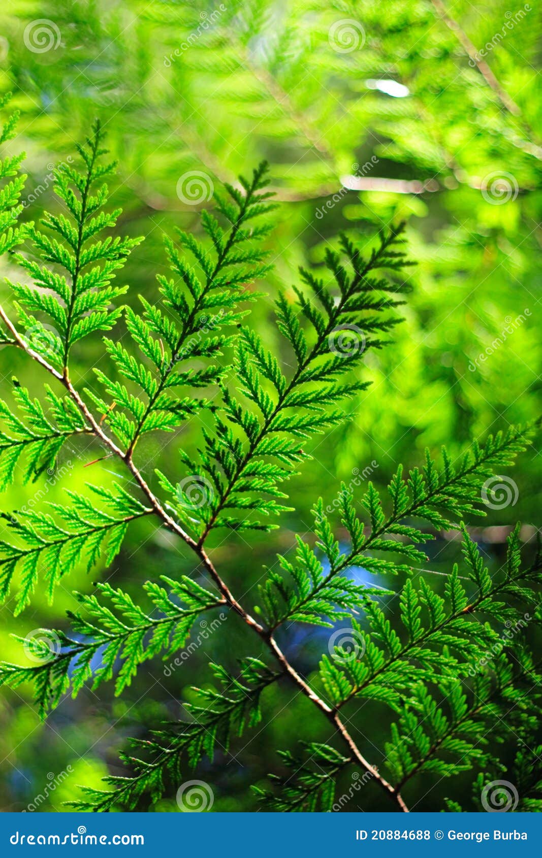 Evergreen plant stock photo. Image of spruce, ornamental - 20884688