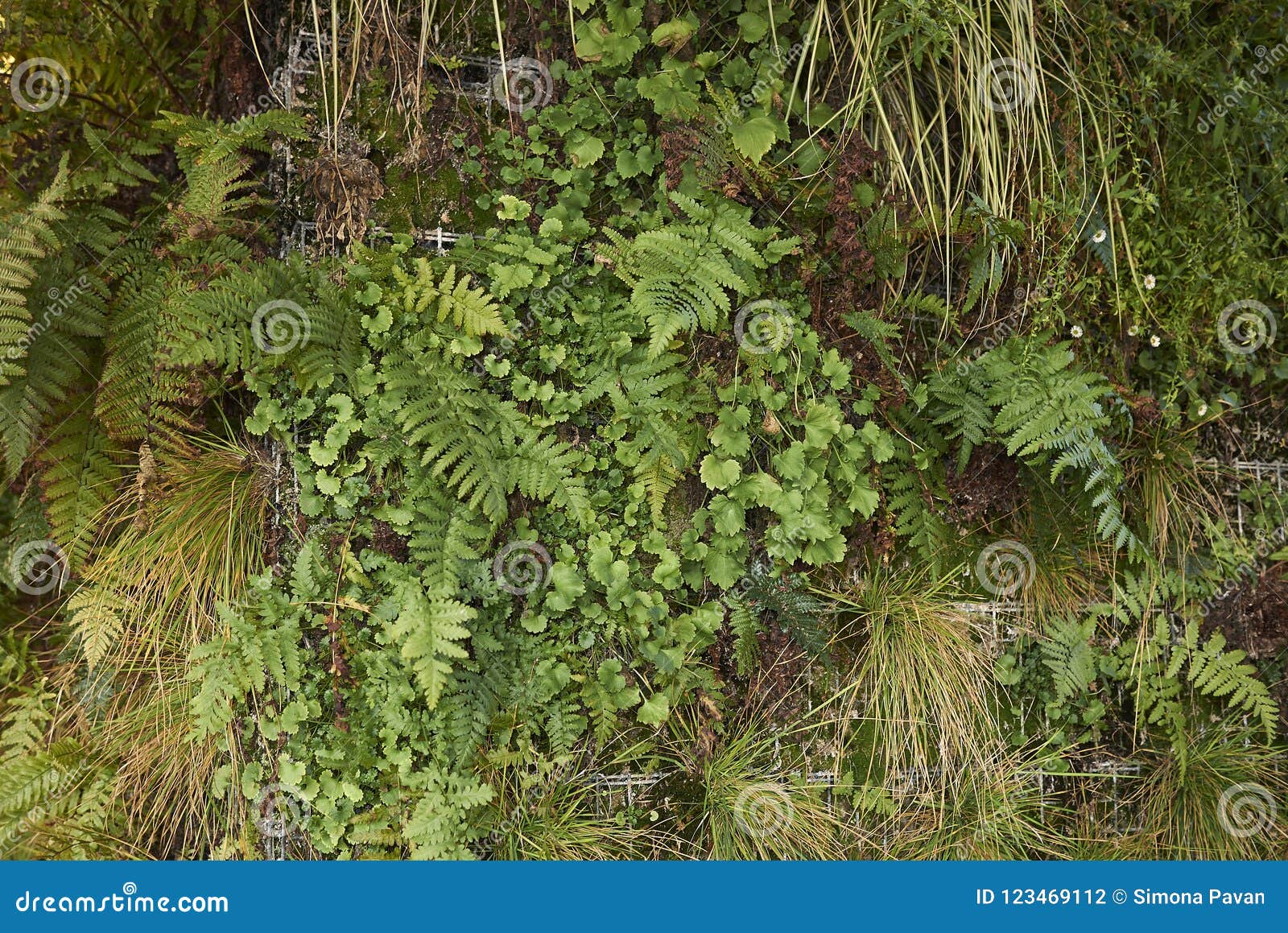 Ferns on a Green Vertical Wall Stock Photo - Image of season, garden ...