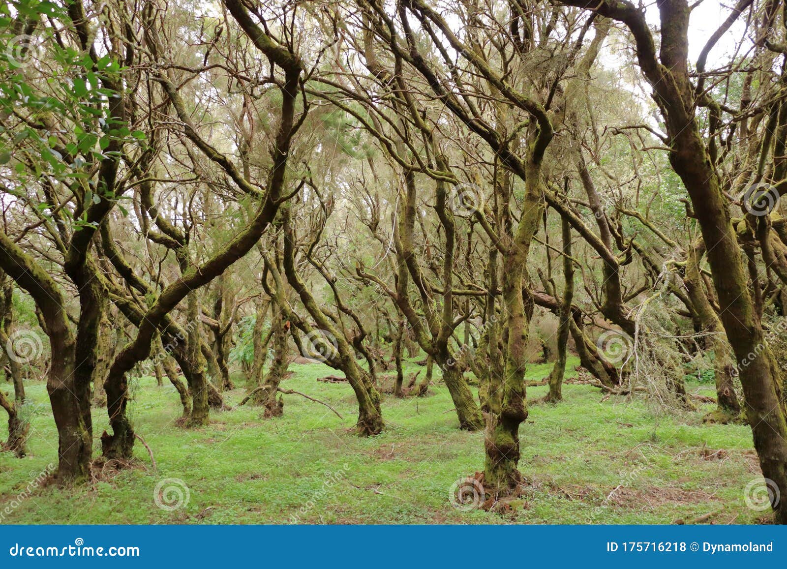 Evergreen Rainforest Mountains Captured During An Early Foggy Morning ...