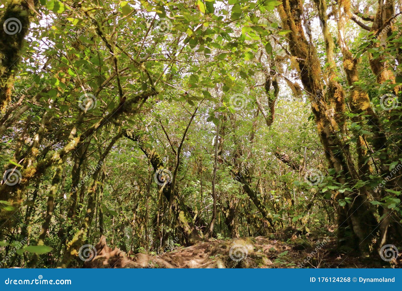 Evergreen Rainforest Mountains Captured During An Early Foggy Morning ...