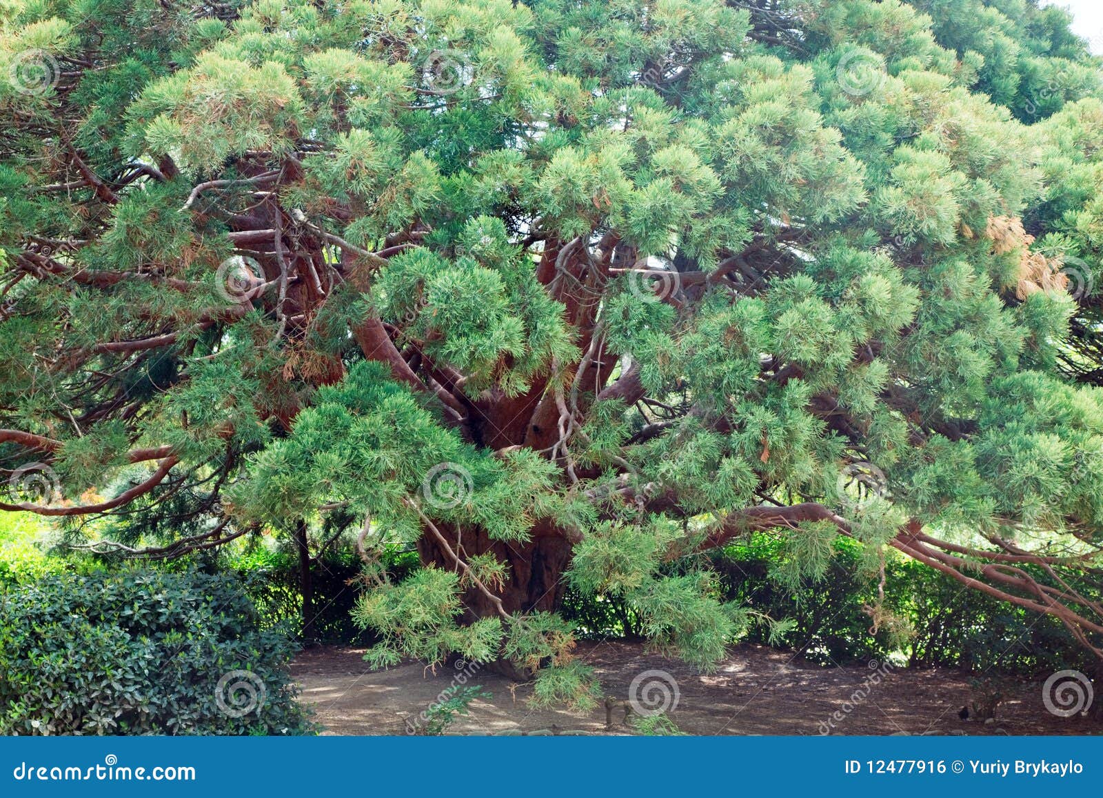 Evergreen red tree stock photo. Image of branchy, park - 12477916