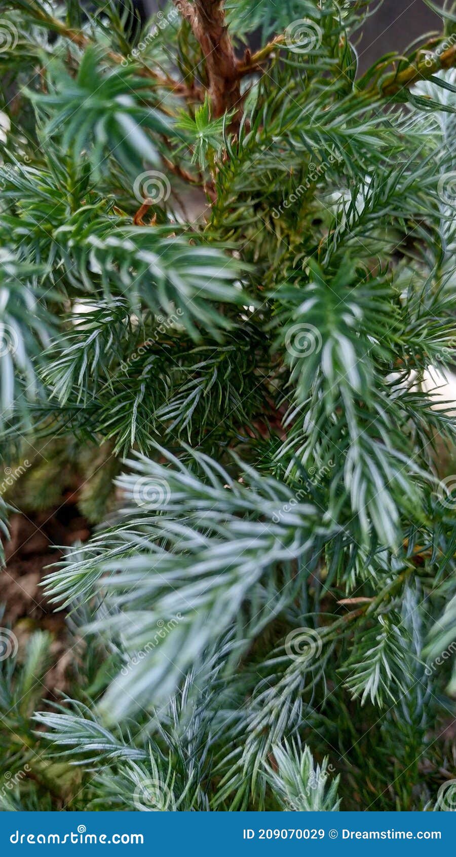 This Evergreen Sapling Grows with Green Stock Image - Image of shrub ...