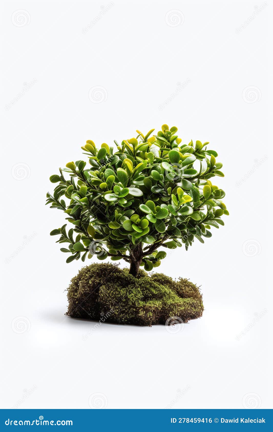 Evergreen Serenity: Green Tree on Transparent Background. Stock ...