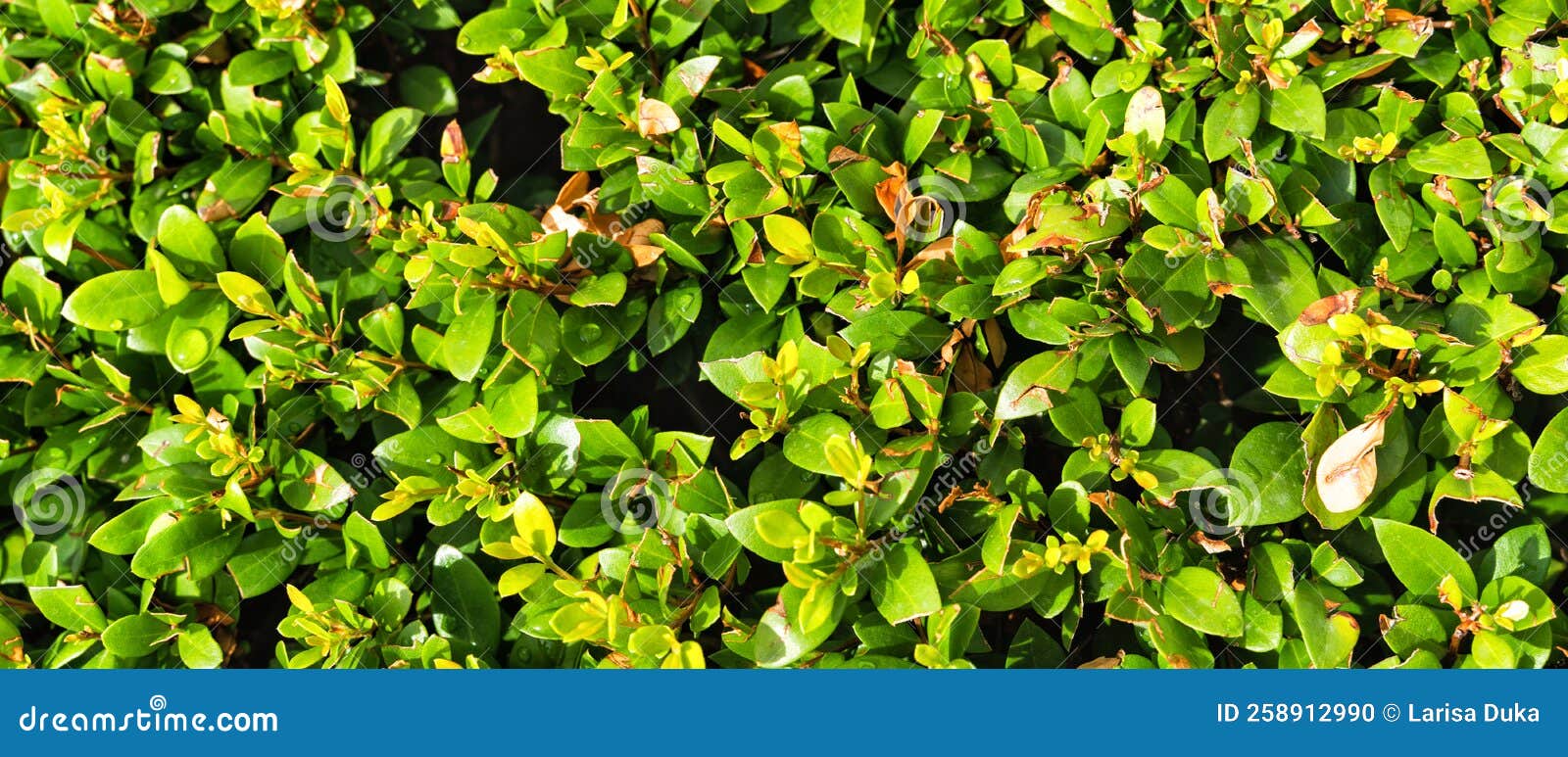 Evergreen Shrub at Natural Background, Top View Stock Photo - Image of ...