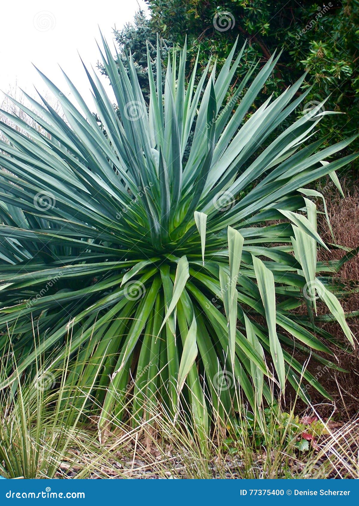 Evergreen shrub plant stock photo. Image of tropical - 77375400