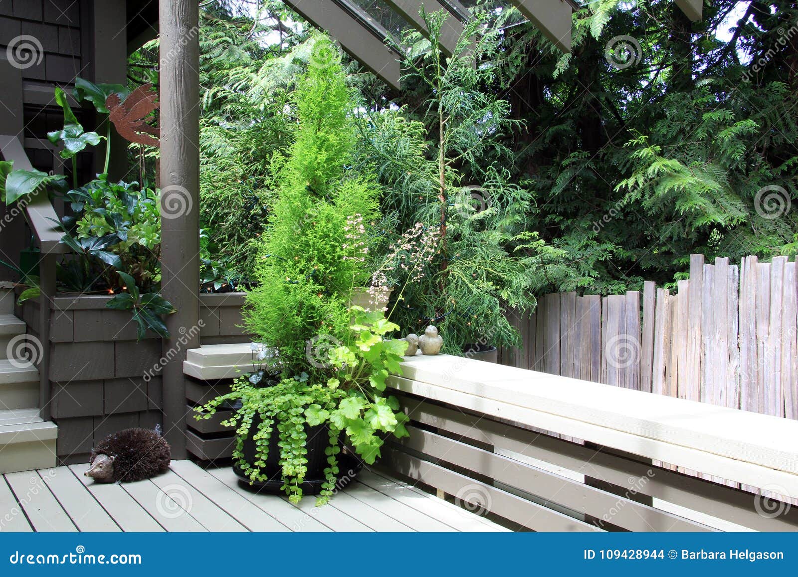 An Evergreen Shrub In Front Of A Fence Of Light Wood Planks Will ...