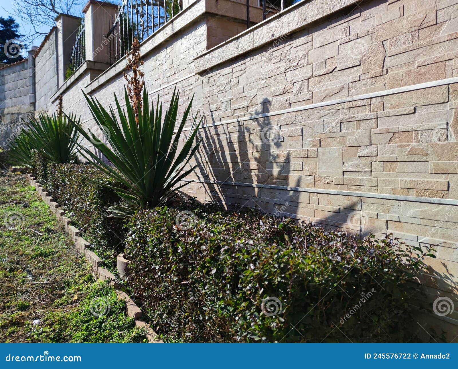 Evergreen Shrub and Yucca Border Near Stone Wall Stock Photo - Image of ...