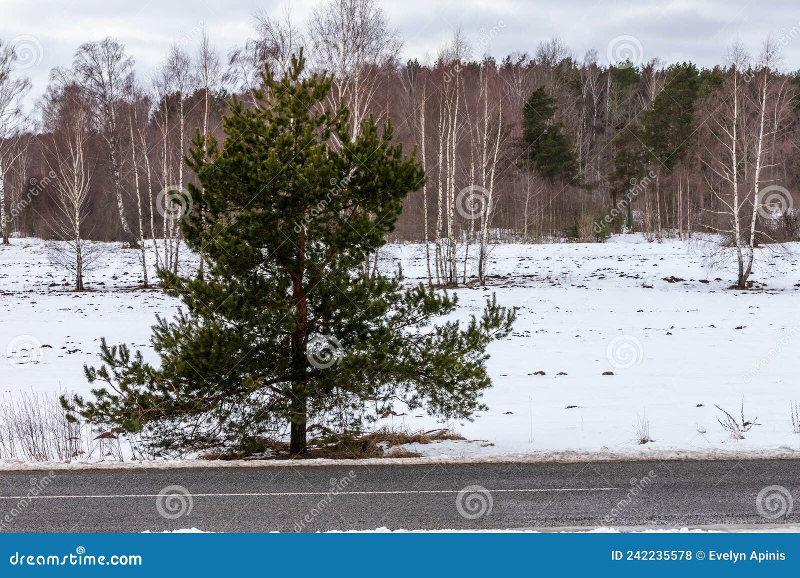 Evergreen Small Pine Tree in Winter at the Side of the Road. Stock ...