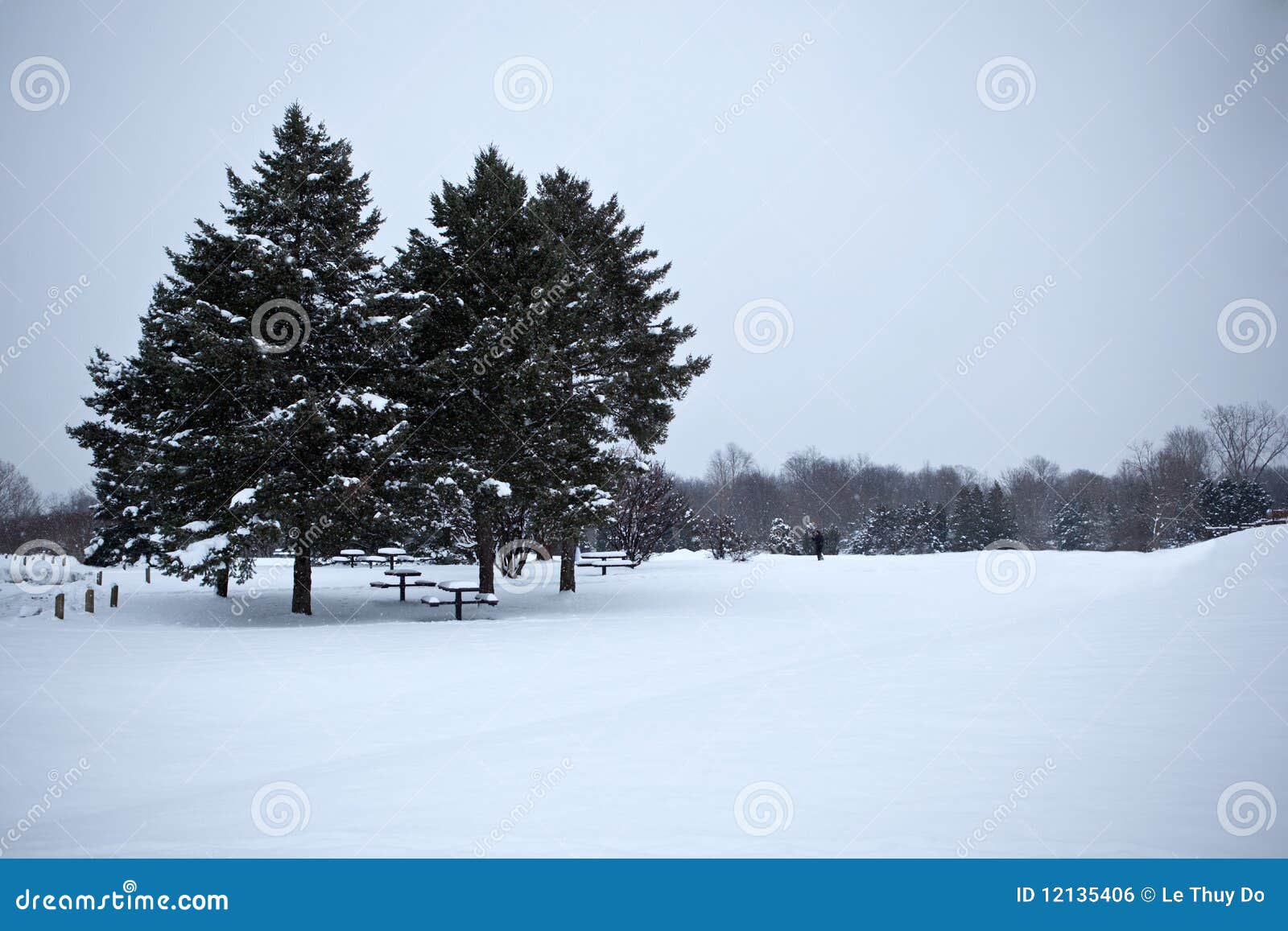 Evergreen in snow stock photo. Image of pine, nature - 12135406