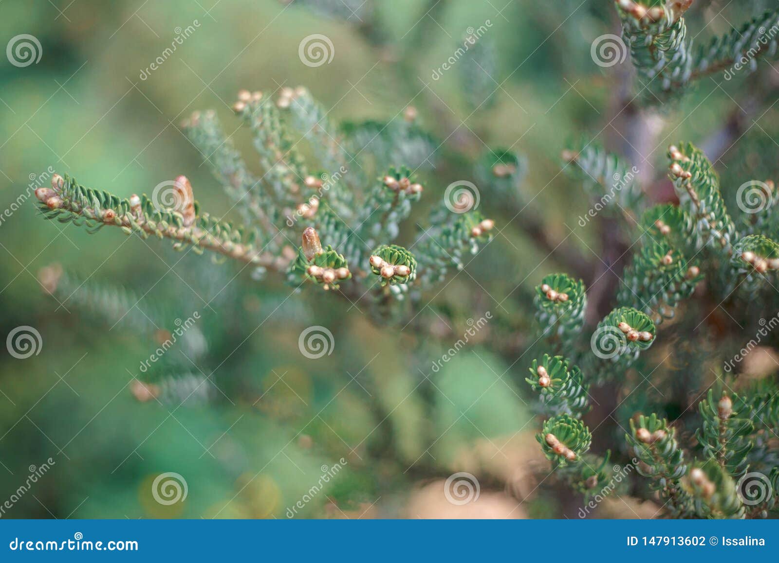 Evergreen in a Spring Forest Stock Photo - Image of forest, branch ...