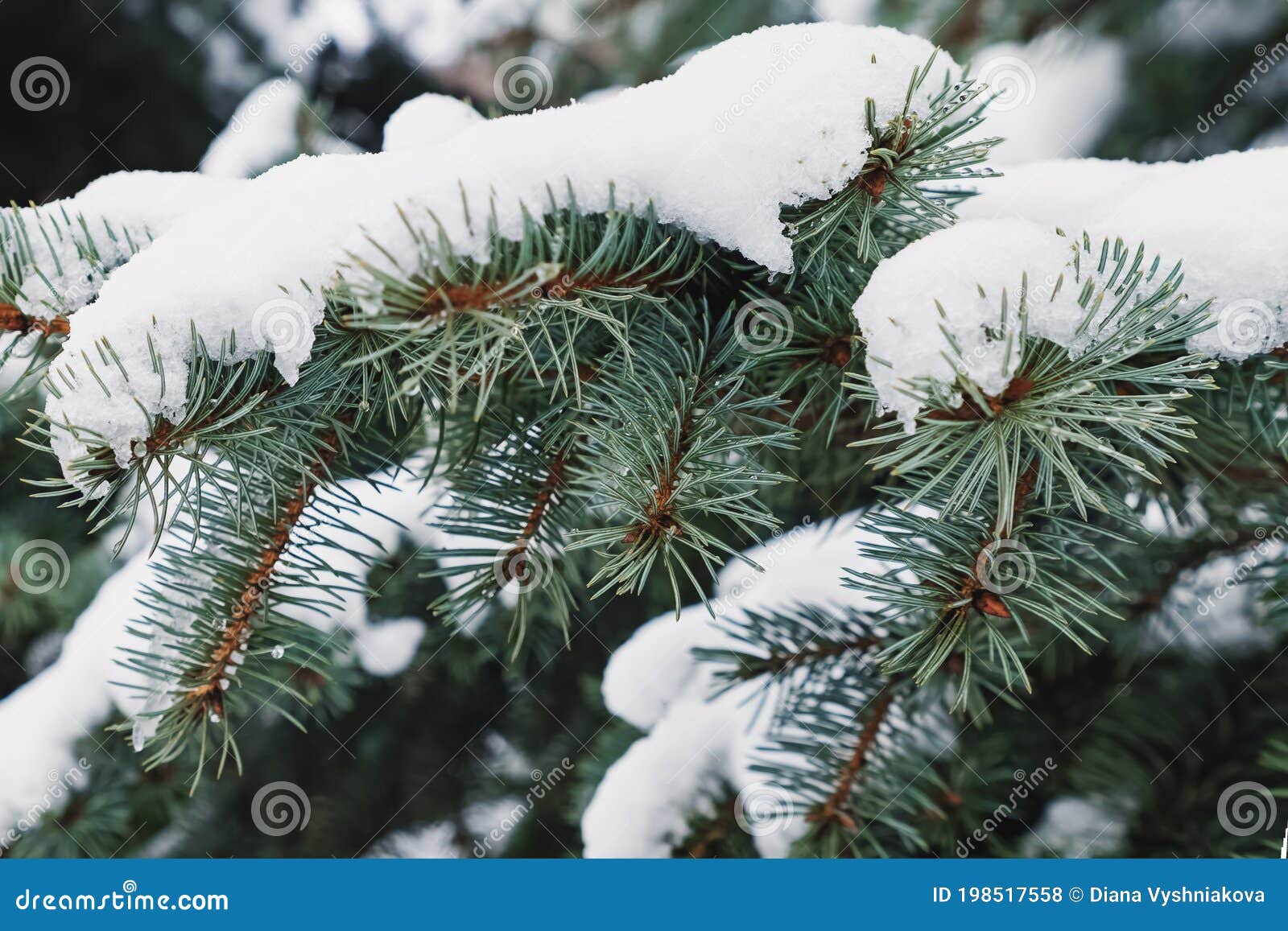 Evergreen Spruce Forest At Night, Visible Milky Way Galaxy, Clear Sky ...