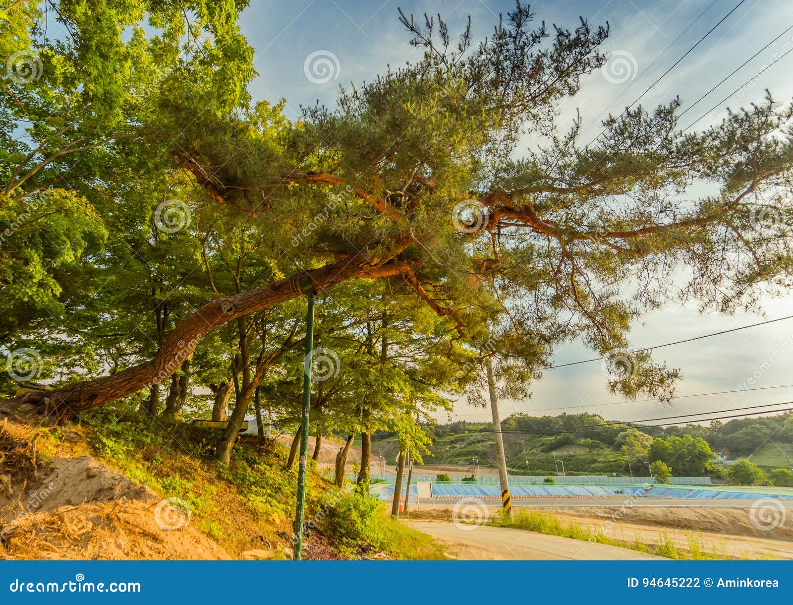 Evergreen Supported by a Metal Pole Stock Photo - Image of tree, hill ...