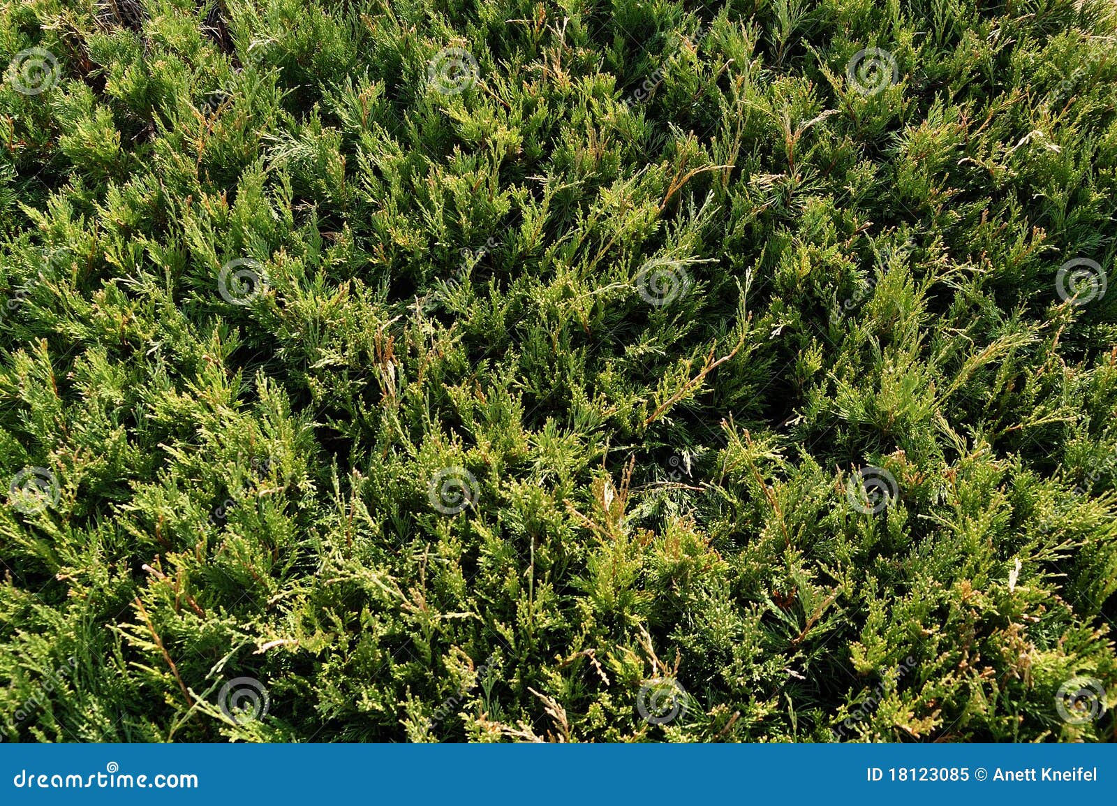 Evergreen Texture
