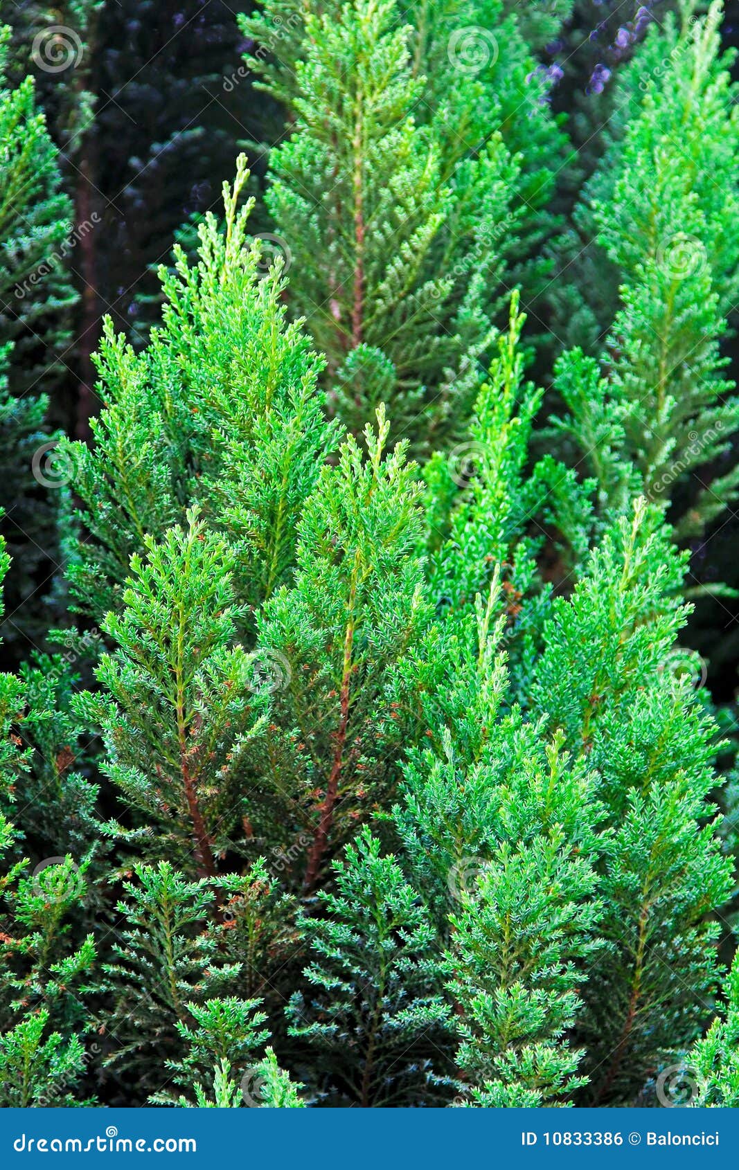 Evergreen tree stock photo. Image of plants, wood, flora - 10833386