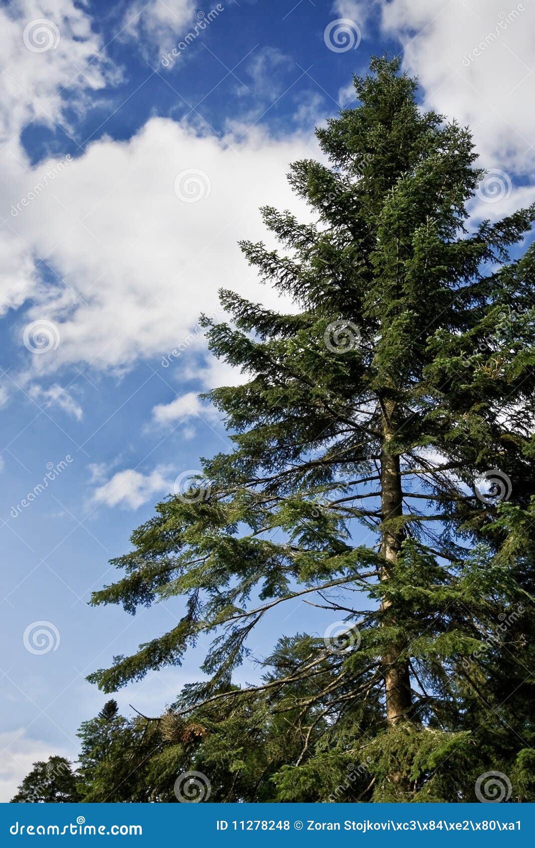 Evergreen tree stock photo. Image of natural, wooded - 11278248