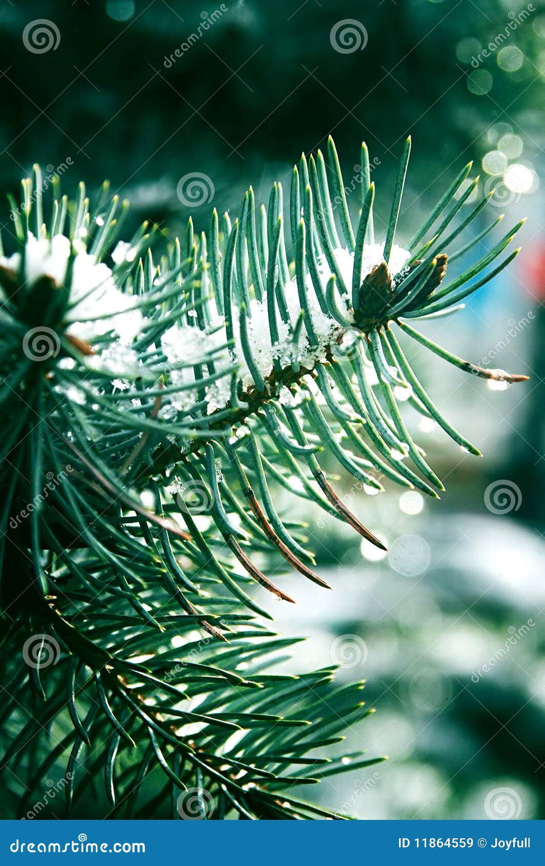 Evergreen tree stock image. Image of branch, tree, cold - 11864559
