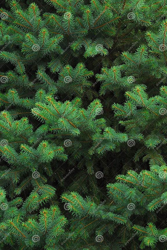 Evergreen Tree stock image. Image of green, plant, forests - 1421713