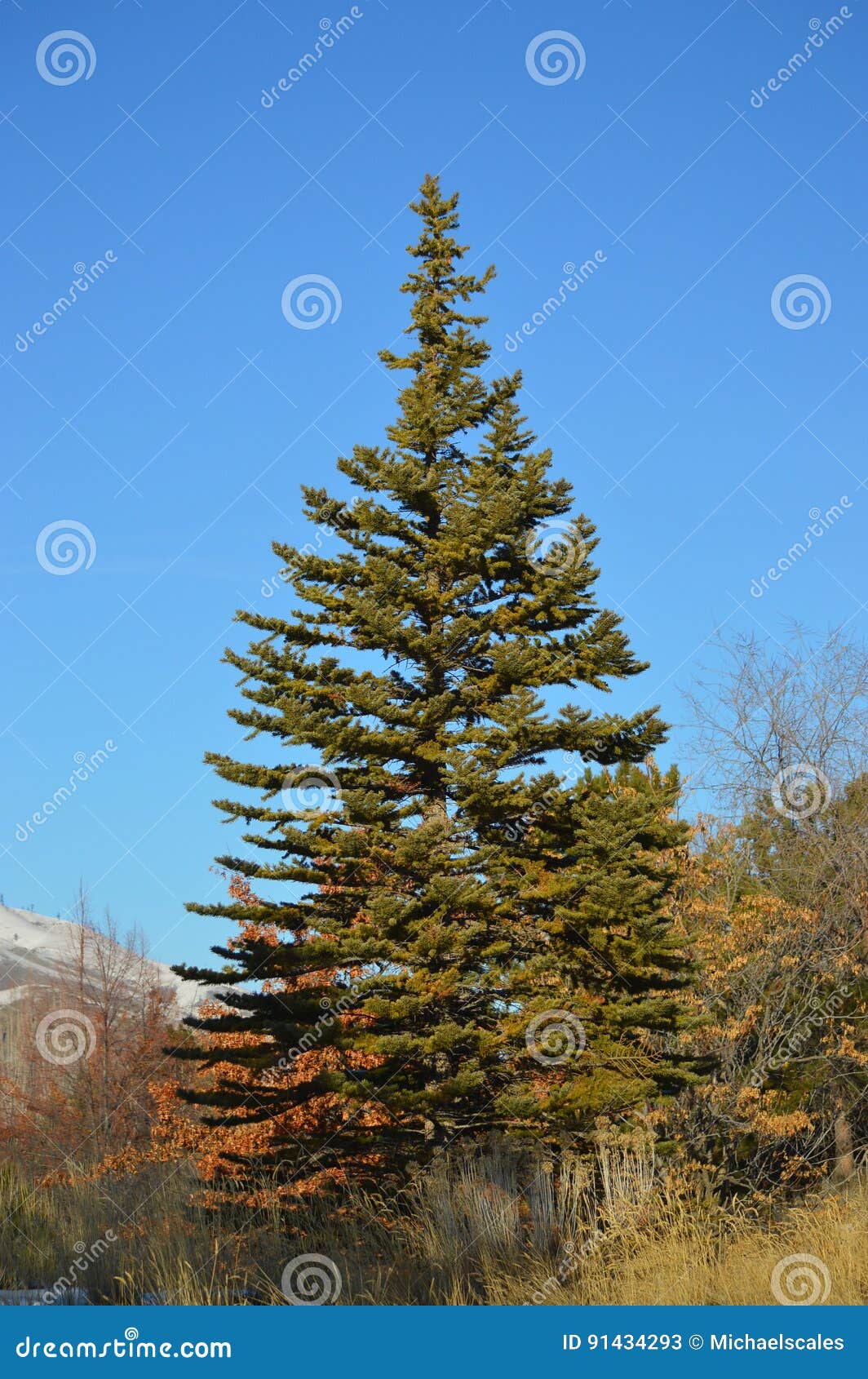 Evergreen Tree Against a Very Blue Sky Stock Image - Image of landscape ...