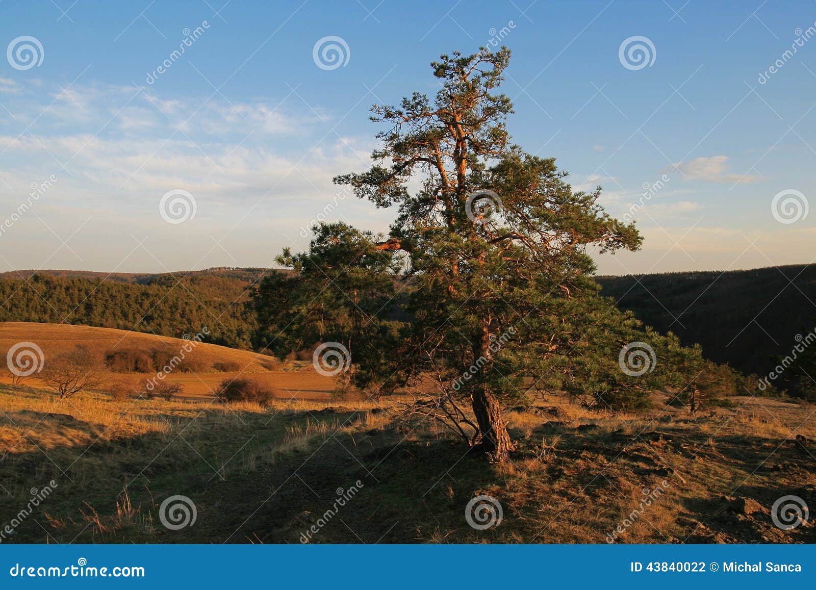 Evergreen Tree in Autumn Landscape. Stock Photo - Image of evergreen ...