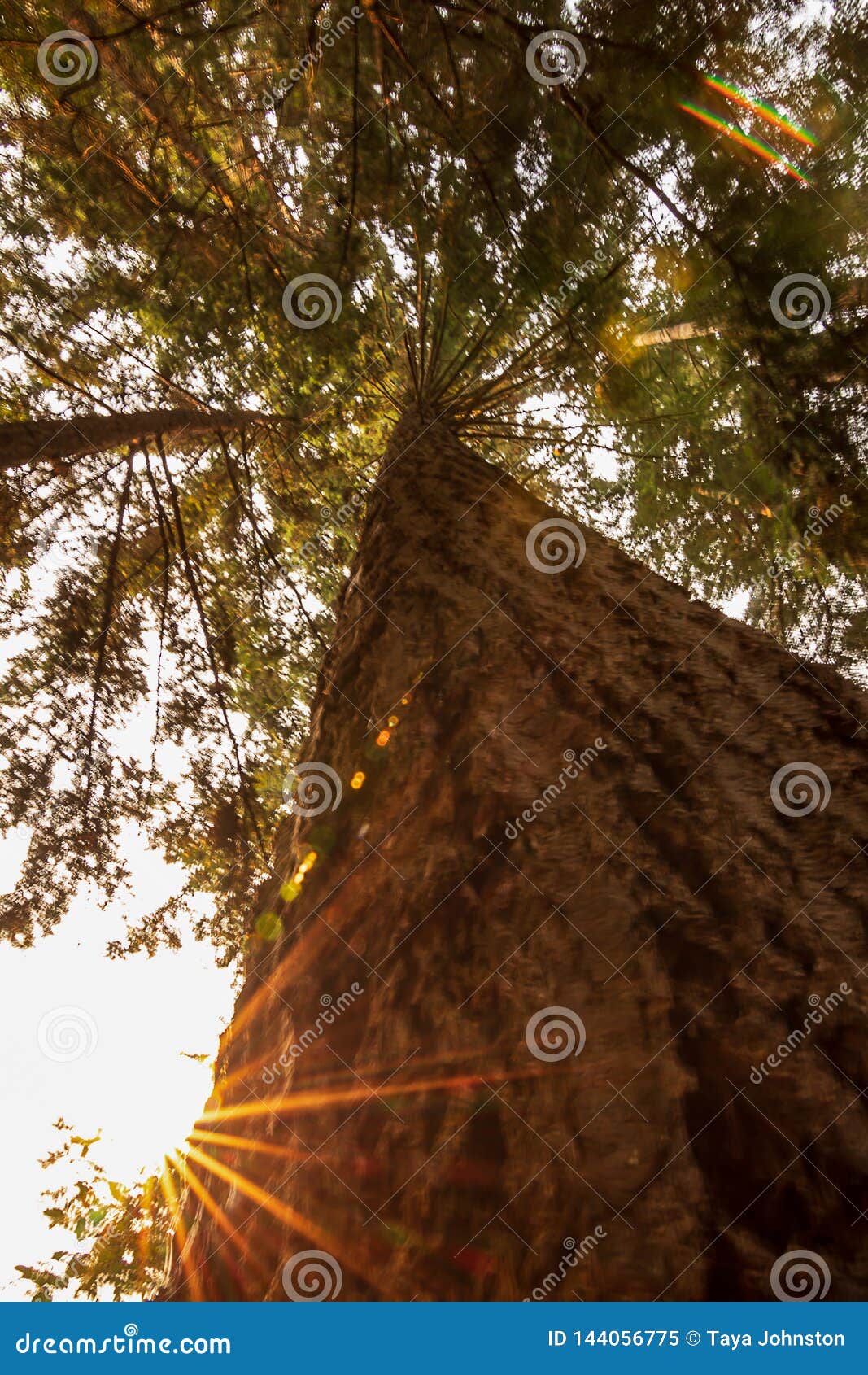 Evergreen Tree Bark with Limbs and Sun Stock Image - Image of brown ...
