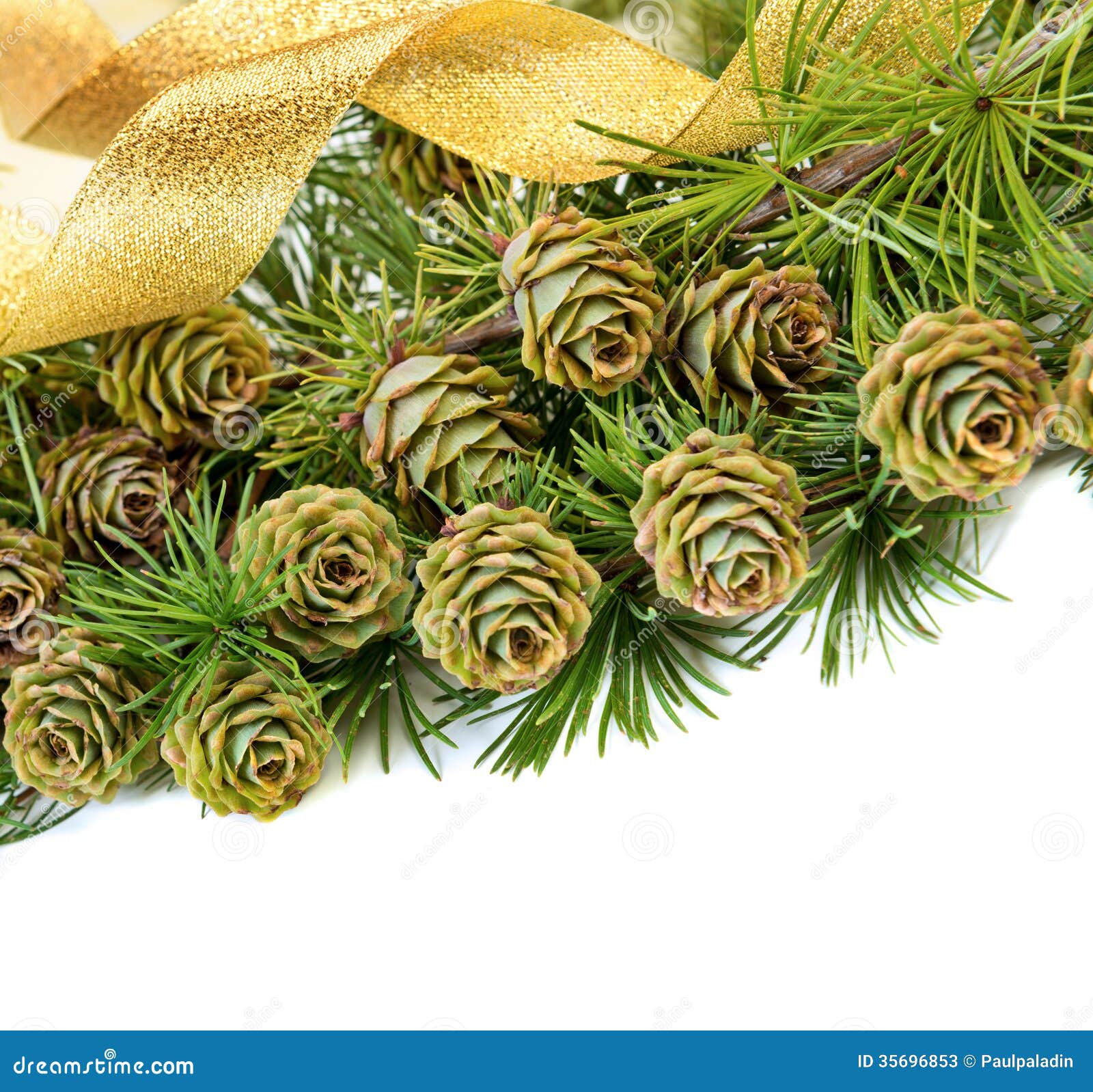Evergreen tree branch stock image. Image of detail, decorate - 35696853