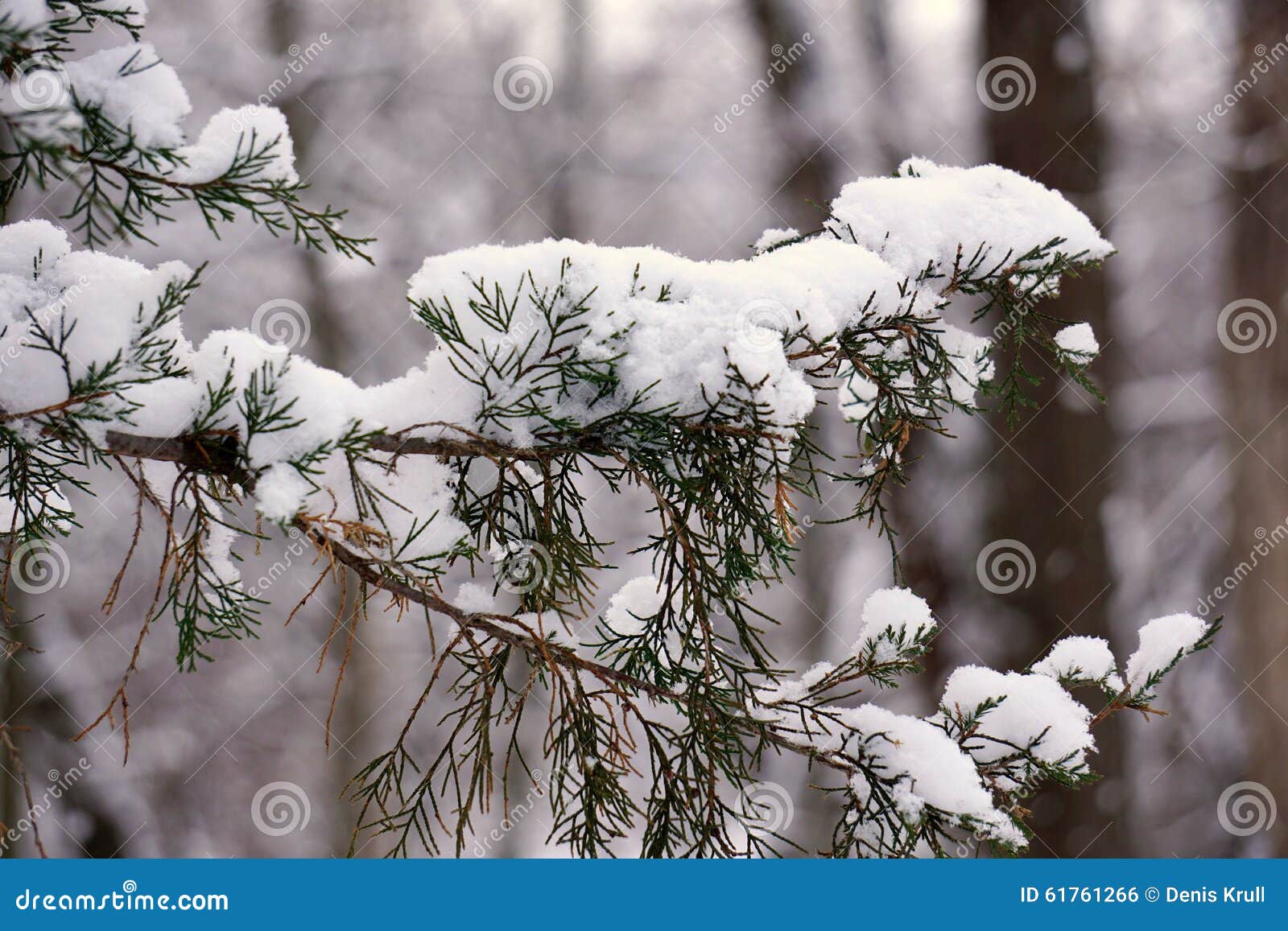 Evergreen Tree Branch after Fresh Snow Stock Photo - Image of close ... Evergreen Tree Branch after Fresh Snow Stock Photo - Image of close ...