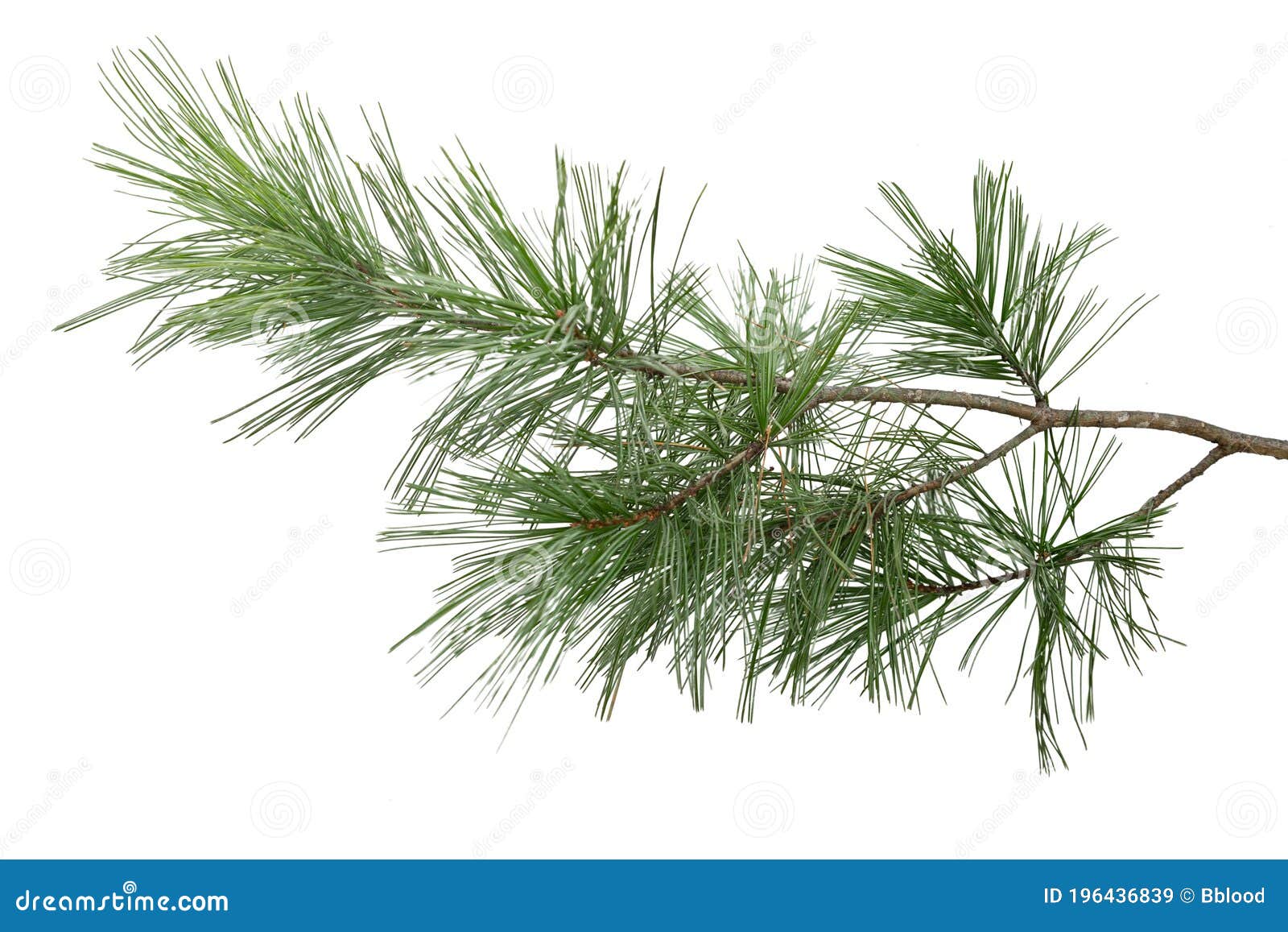 Evergreen Tree Branch Isolated on White Background Stock Image - Image ...
