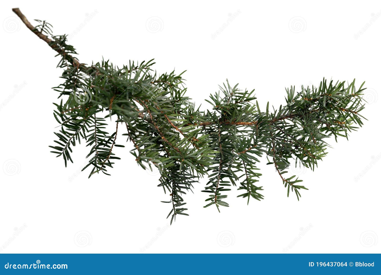 Evergreen Tree Branch Isolated on White Background Stock Photo - Image ...
