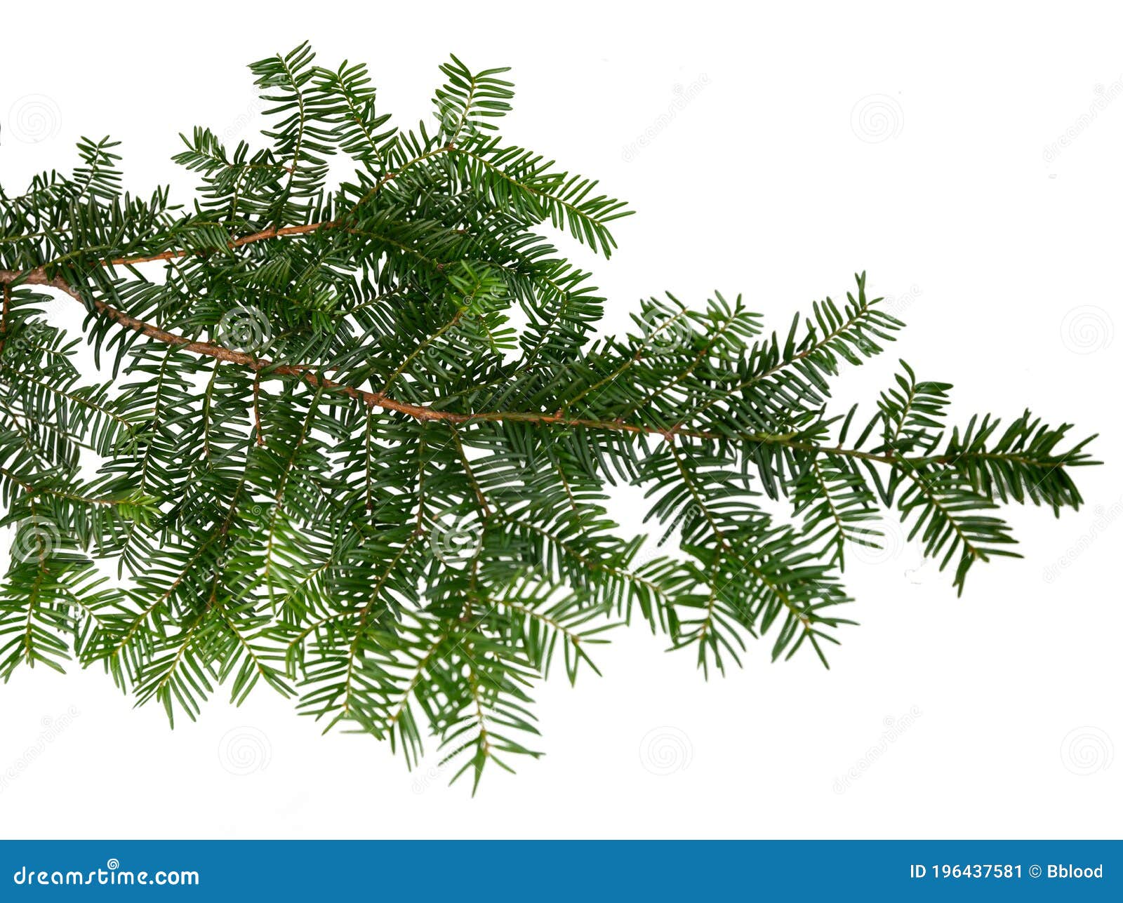 Evergreen Tree Branch Isolated on White Background Stock Image - Image ...