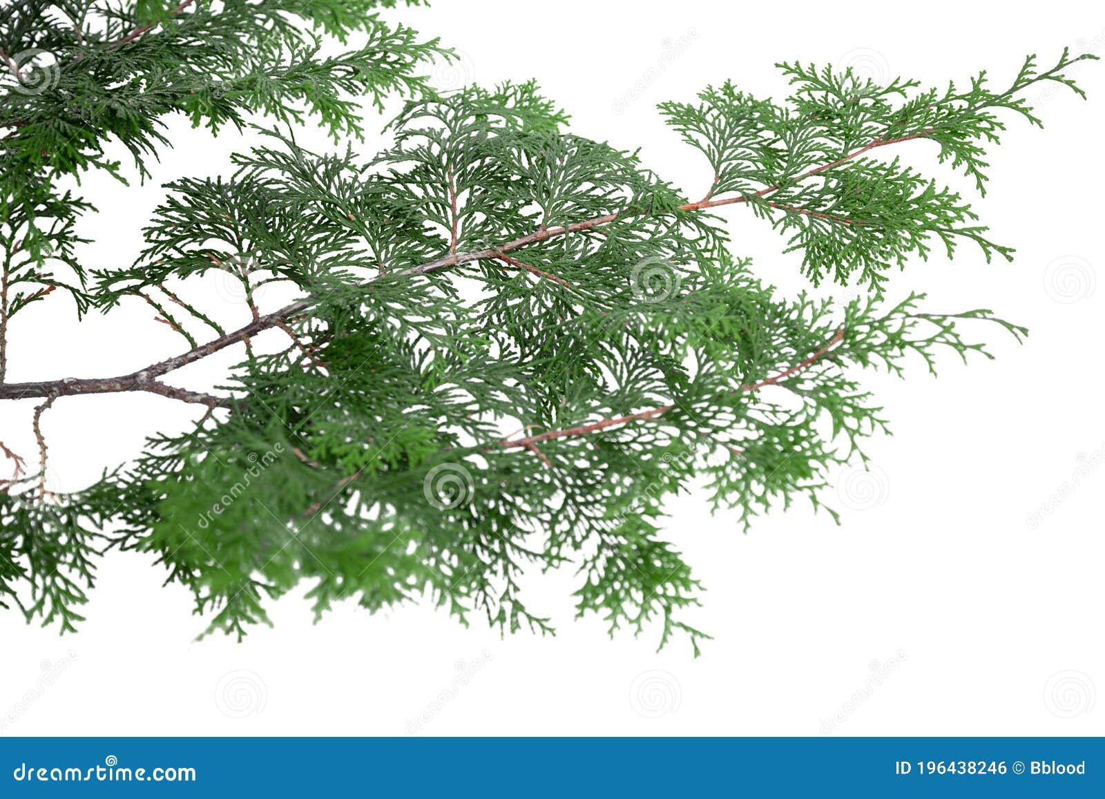 Evergreen Tree Branch Isolated on White Background Stock Photo - Image ...