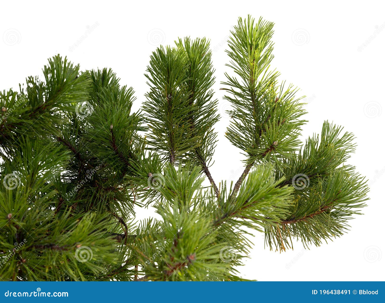Evergreen Tree Branch Isolated on White Background Stock Image - Image ...