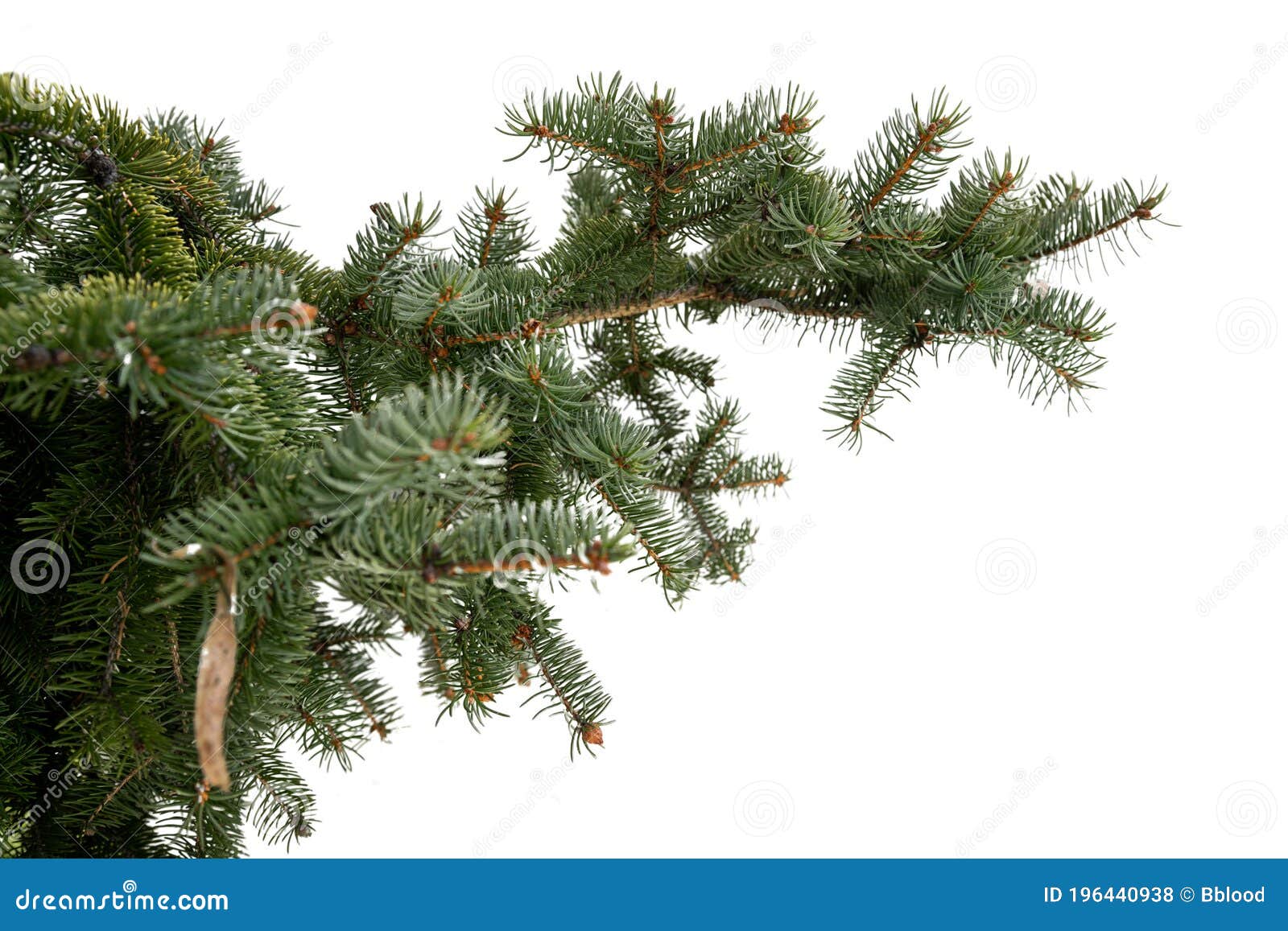 Evergreen Tree Branch Isolated On White Background Stock Photo - Image ...