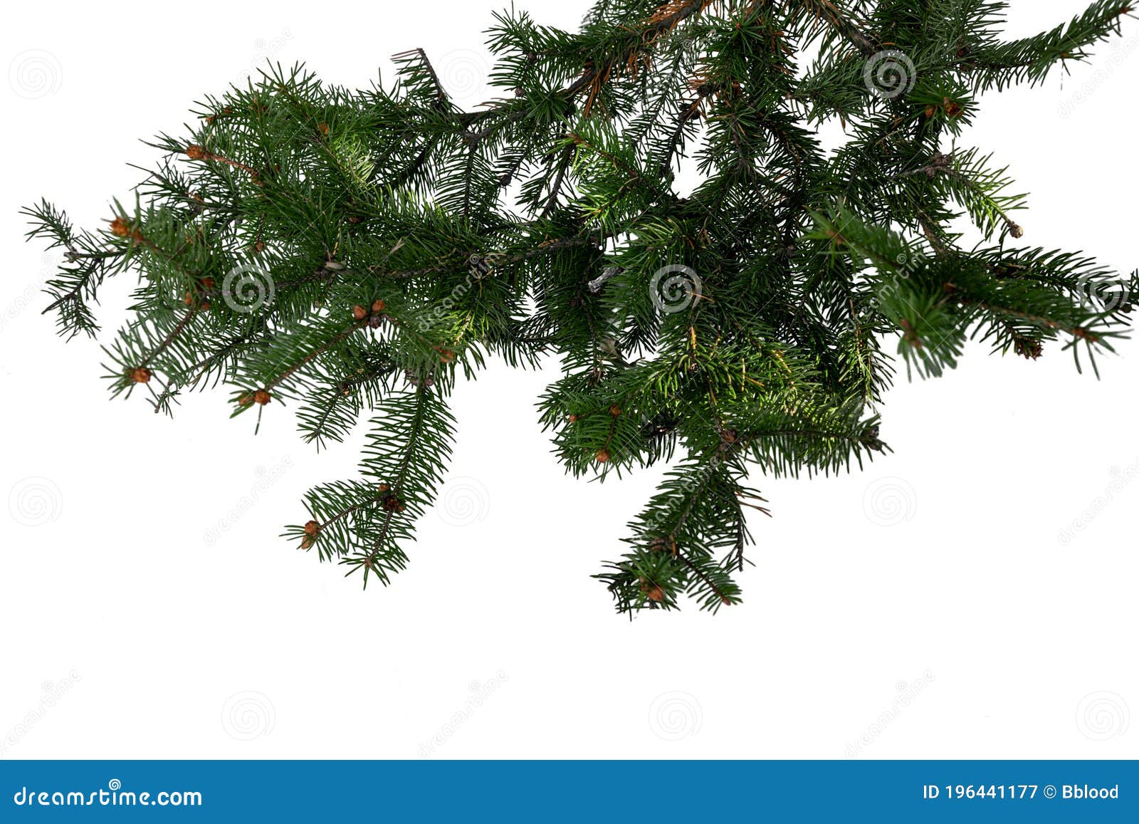 Evergreen Tree Branch Isolated on White Background Stock Image - Image ...