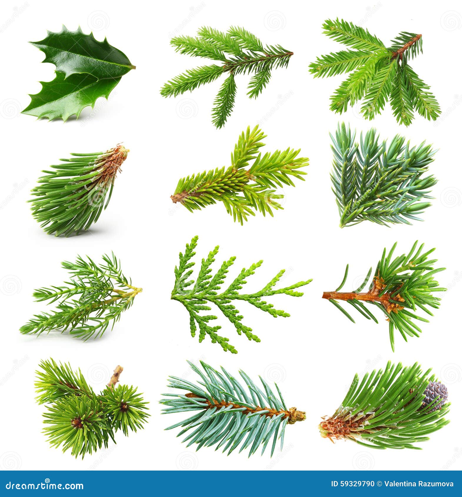 Evergreen Tree Branch Set Isolated On White. Coniferous Plants Stock ...