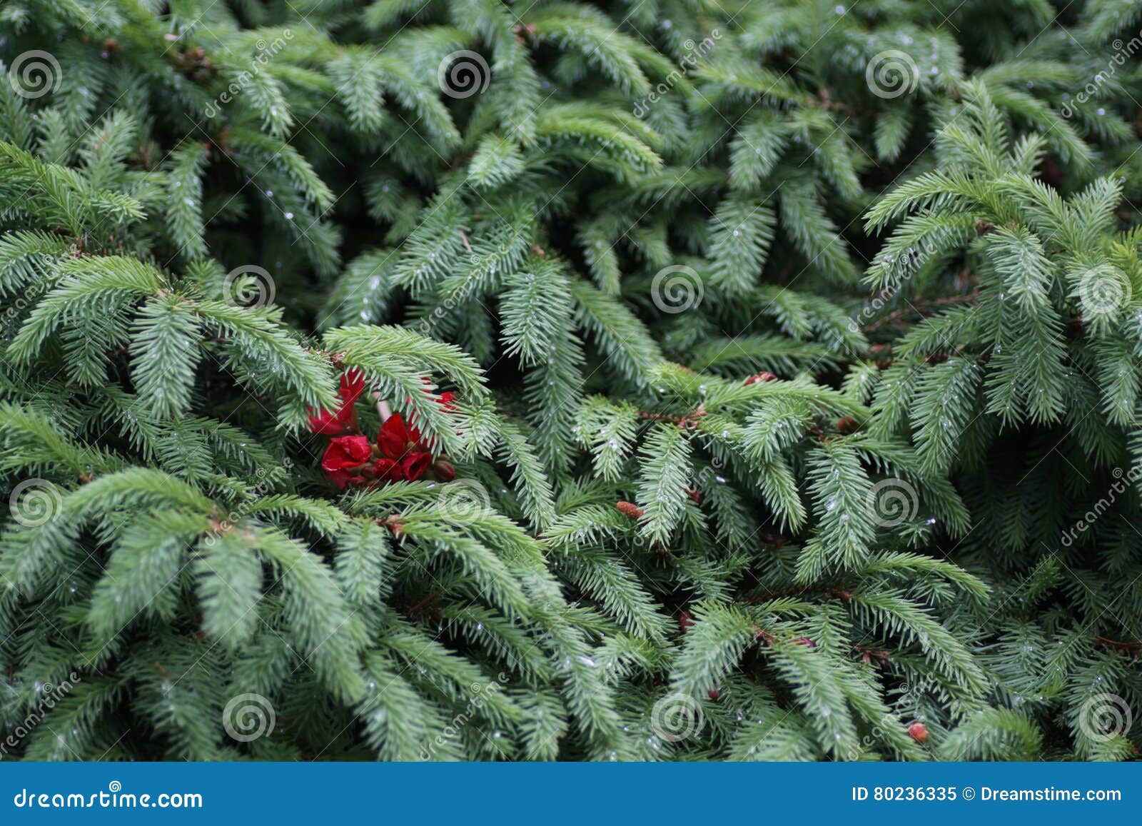 Tree Furr Stock Photos - Free & Royalty-Free Stock Photos from Dreamstime