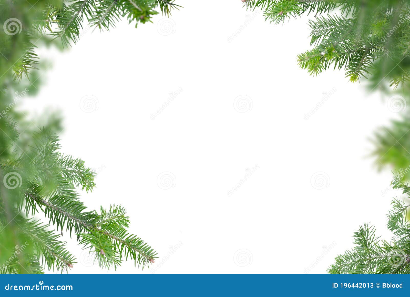 Evergreen Tree Branches Isolated on White Background Stock Image ...