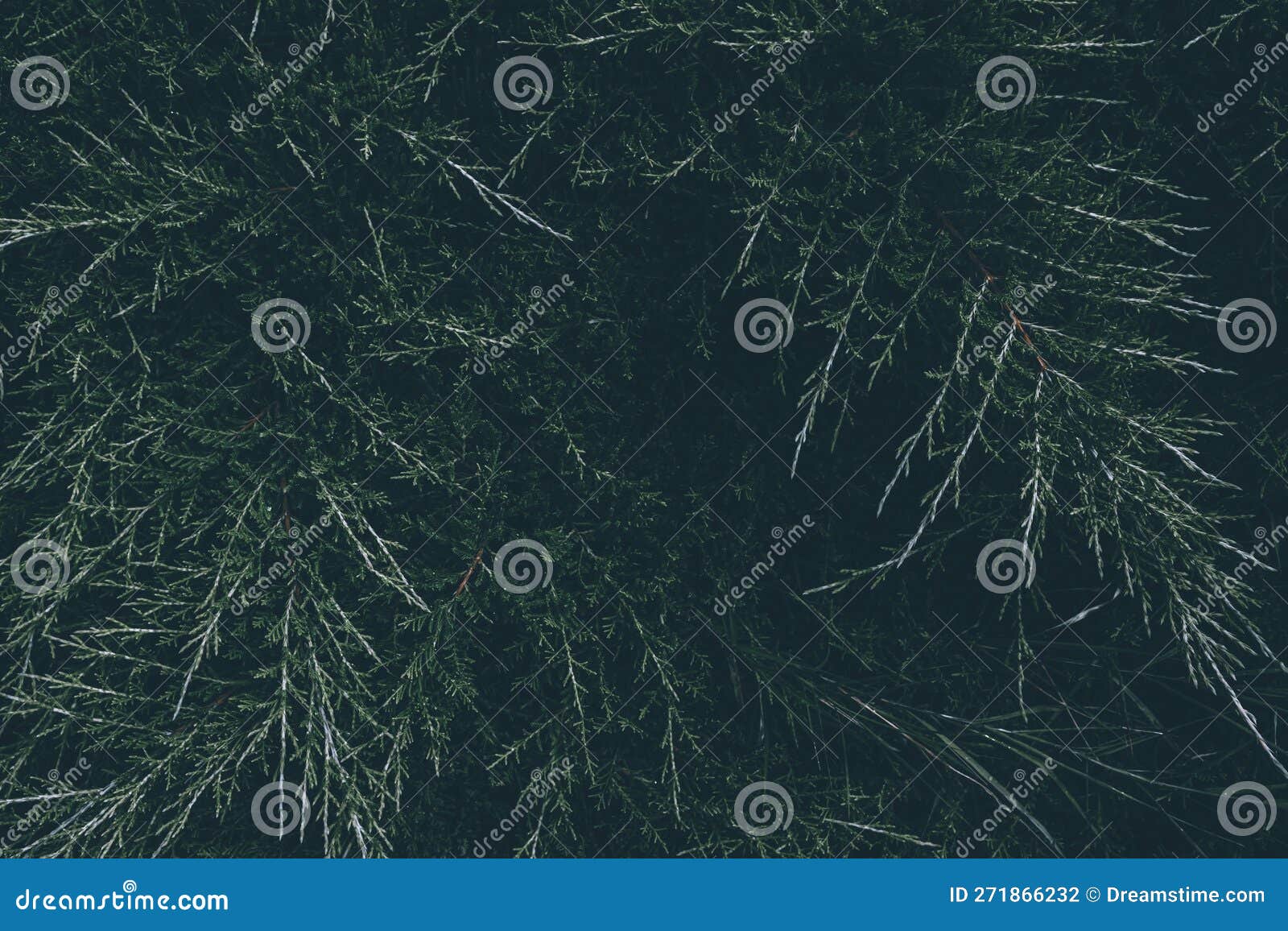 Evergreen Tree Bush Branches Stock Photo - Image of needles, branches ...