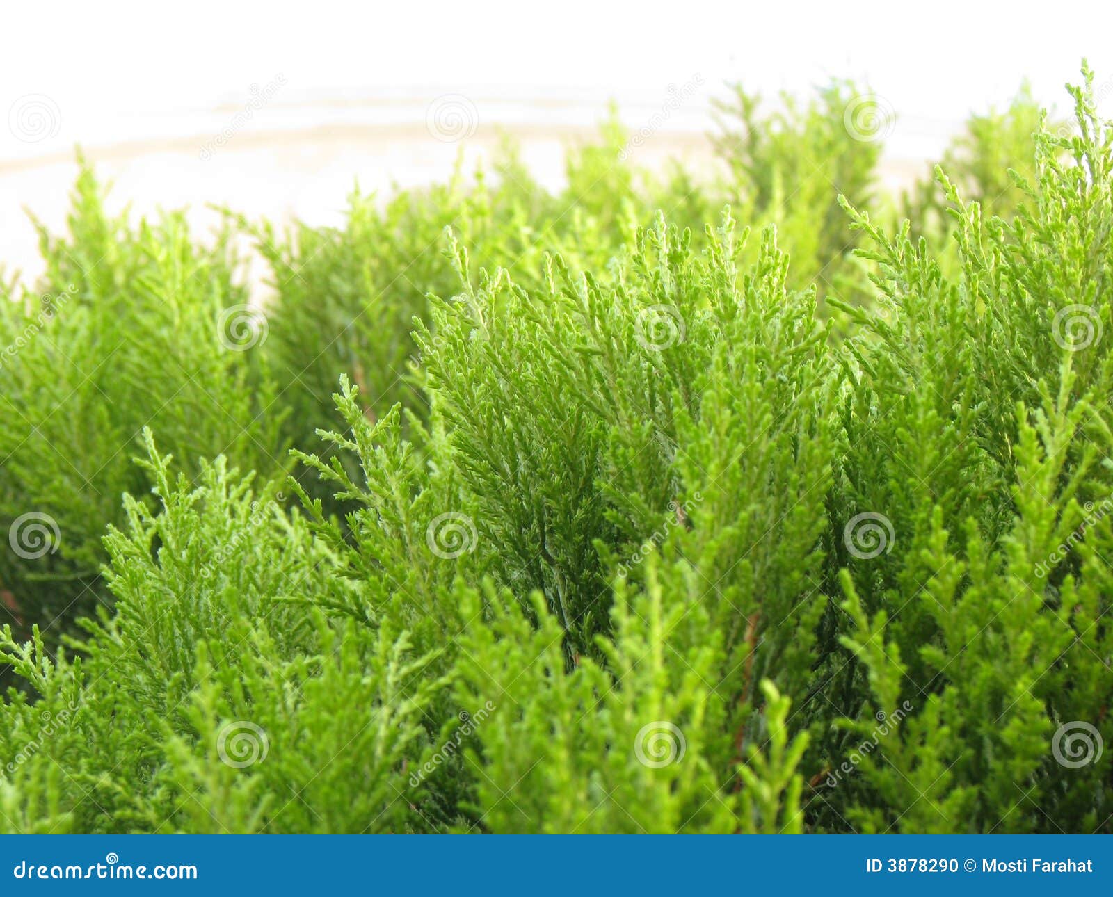 Evergreen tree close up stock photo. Image of close, trees - 3878290