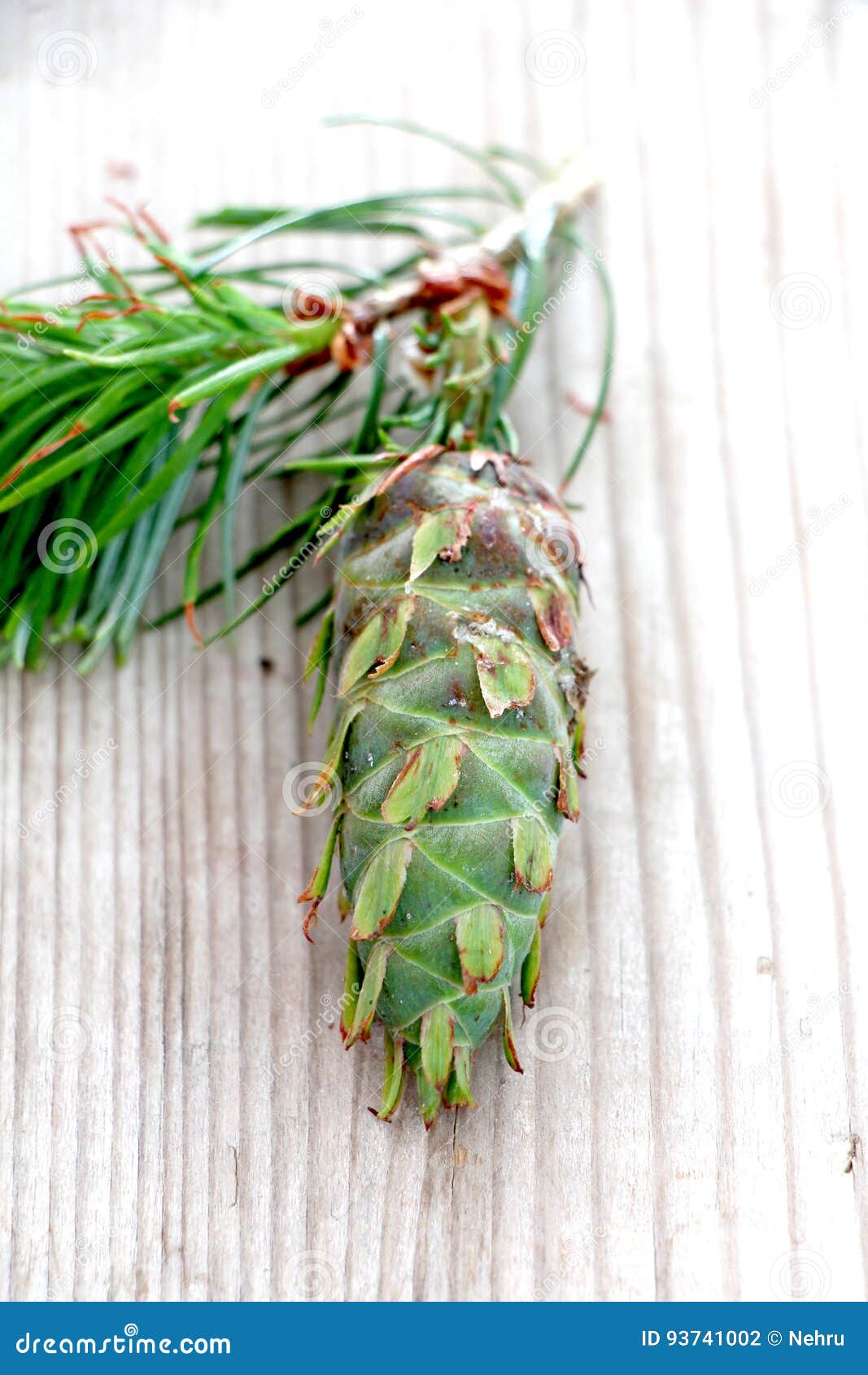 Evergreen Tree Cone with Branch Stock Photo - Image of branch, cedar ...