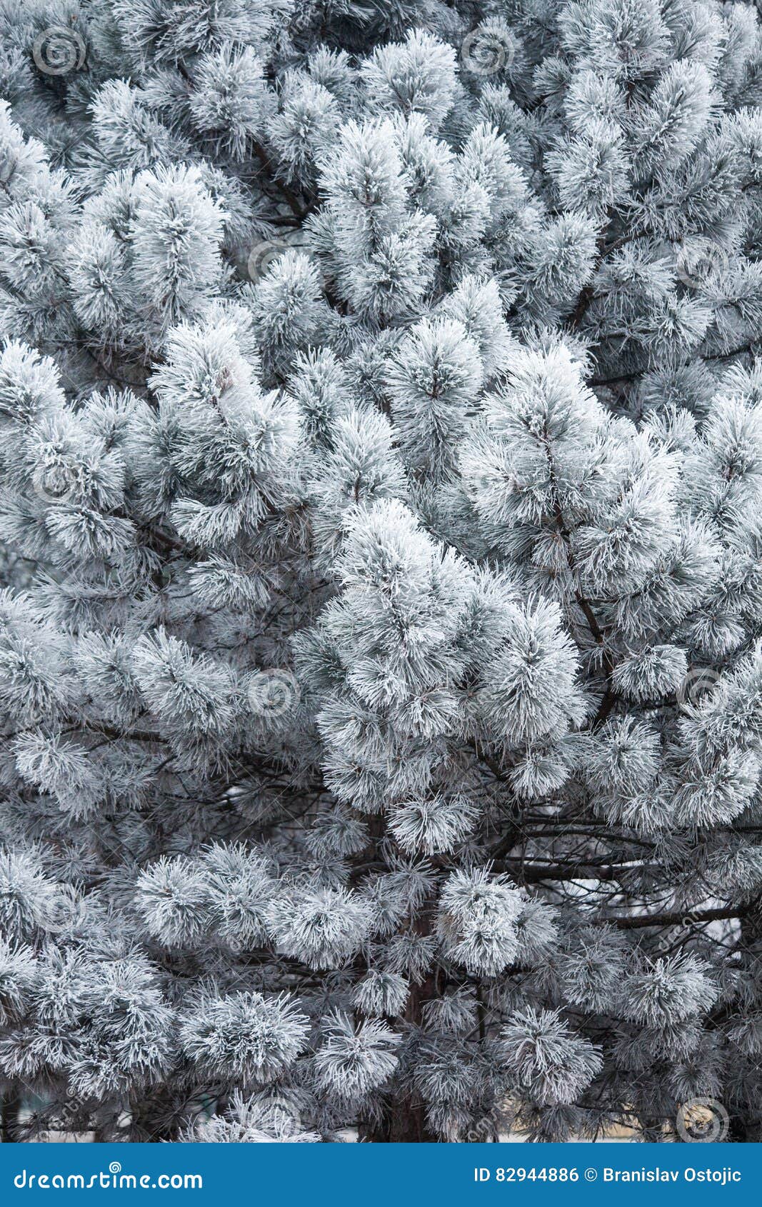 Evergreen Tree Covered with Frost Stock Photo - Image of frost, forest ...