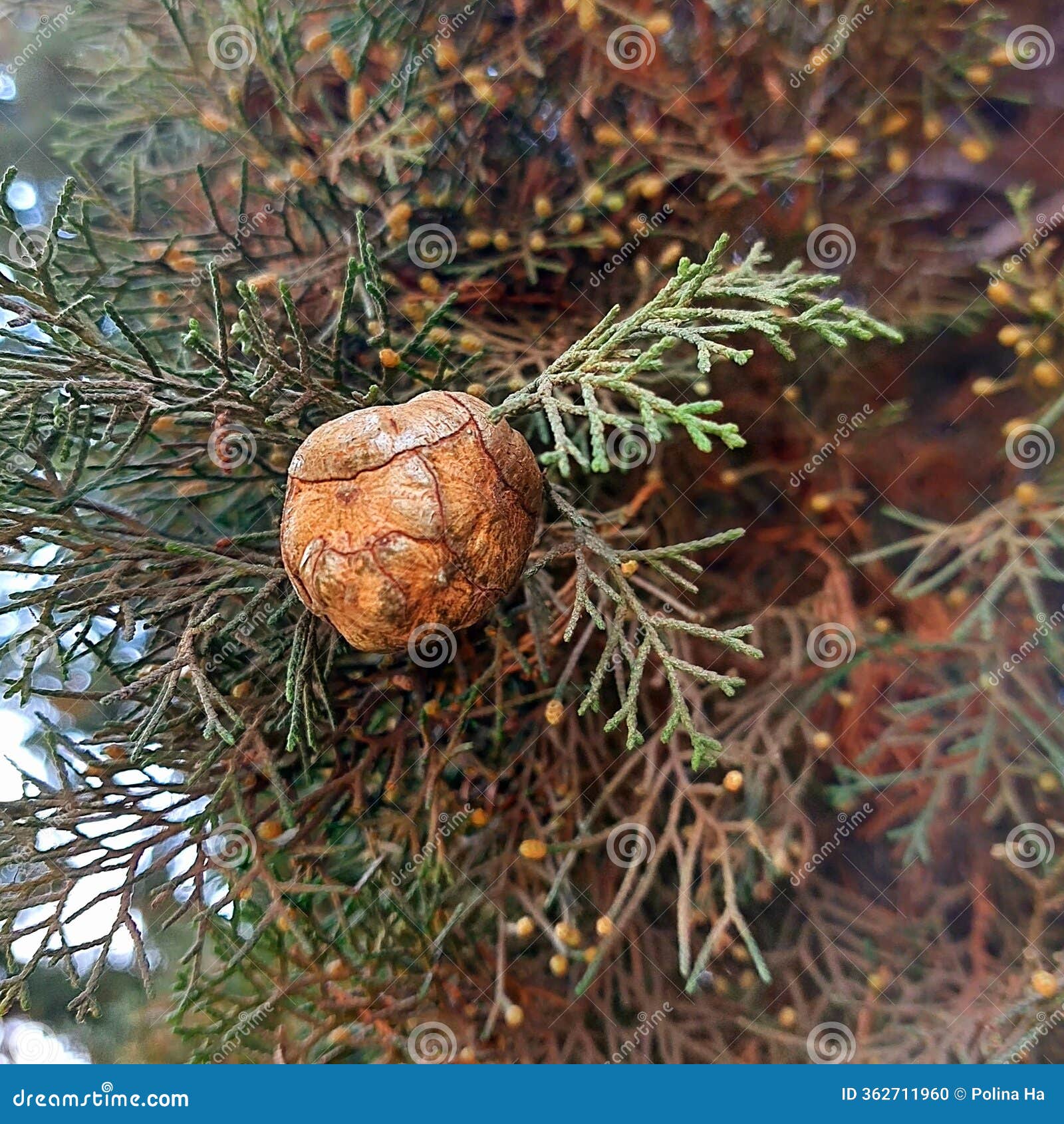 Cupressus Sempervirens Or Italian Cypress, Chinese Privet Tree ...